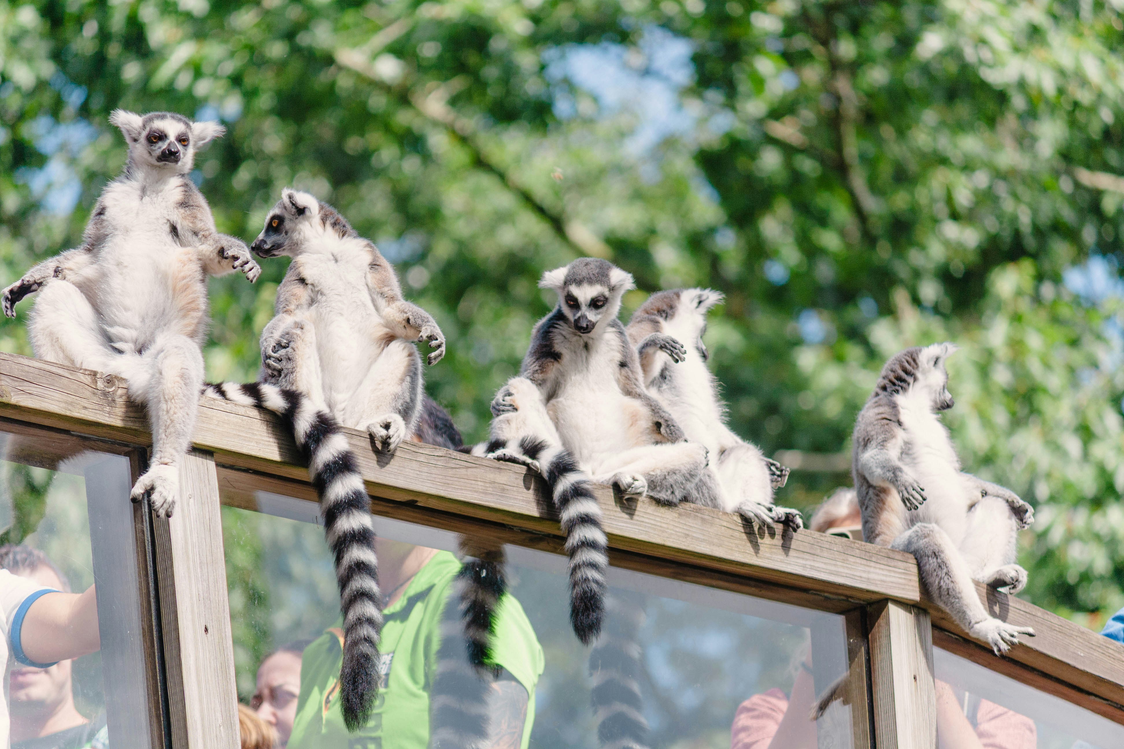 Line of Primates: A Curious Balcony of Ring-tailed Lemurs