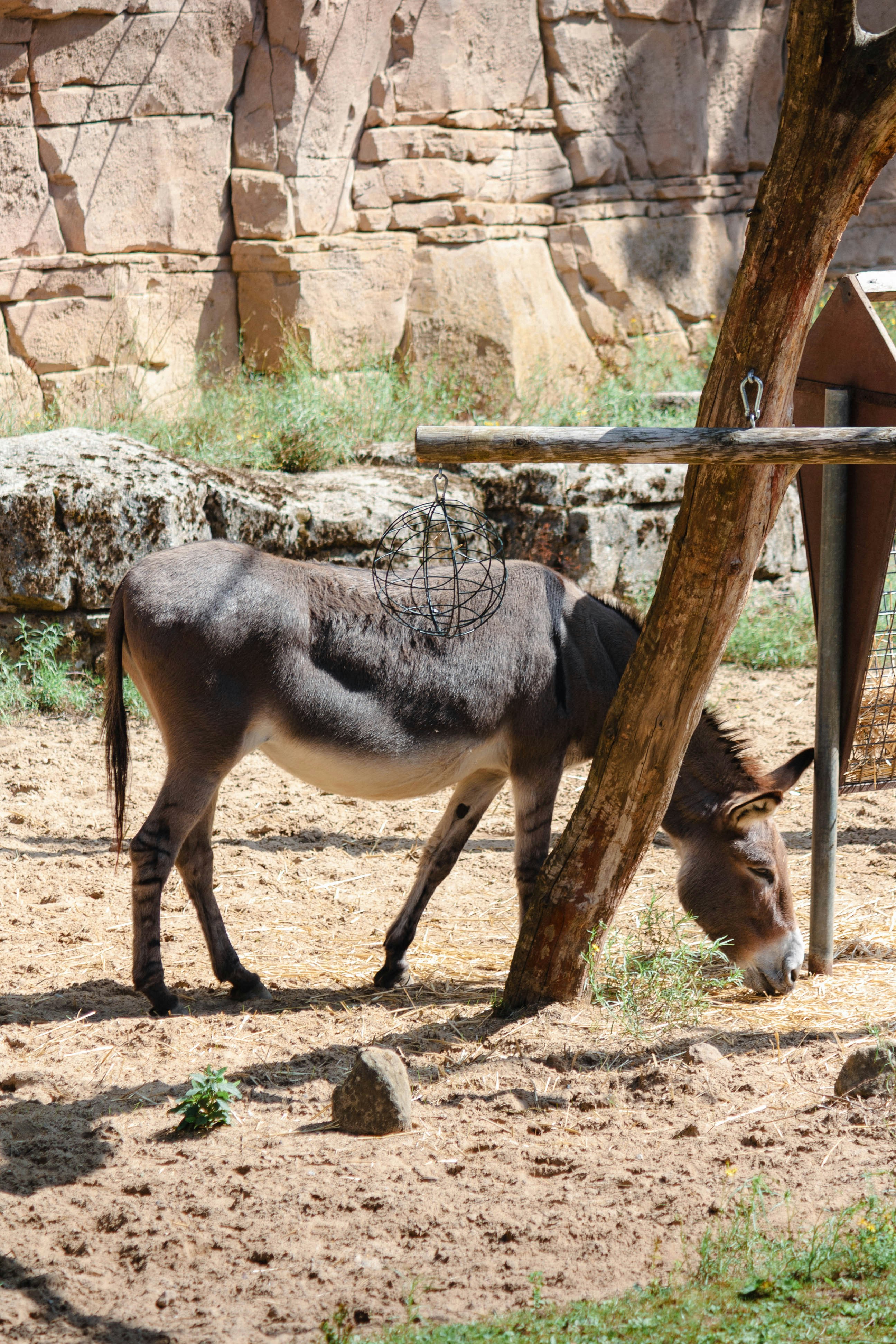 Donkey at Rest Beneath a Wooden Shade