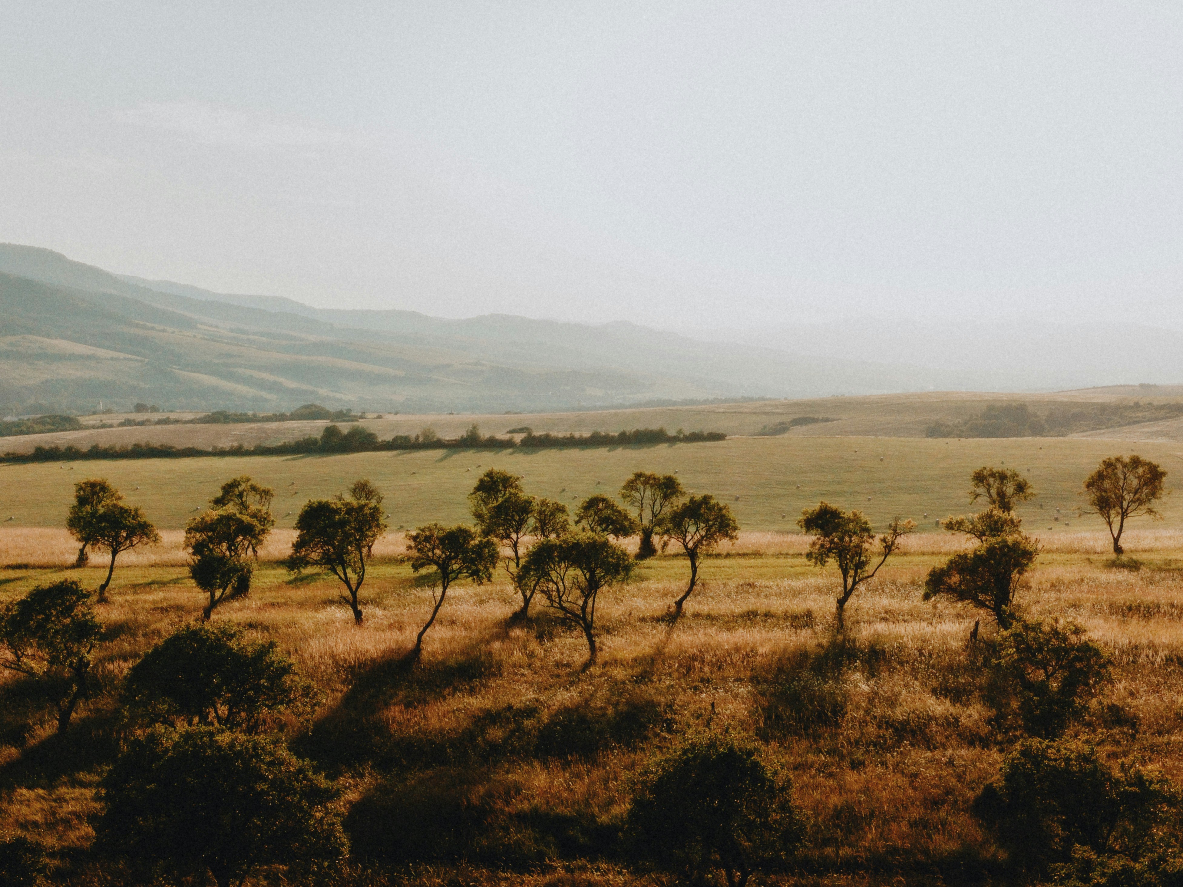 Field of Gentle Hills and Windswept Trees at Dusk
