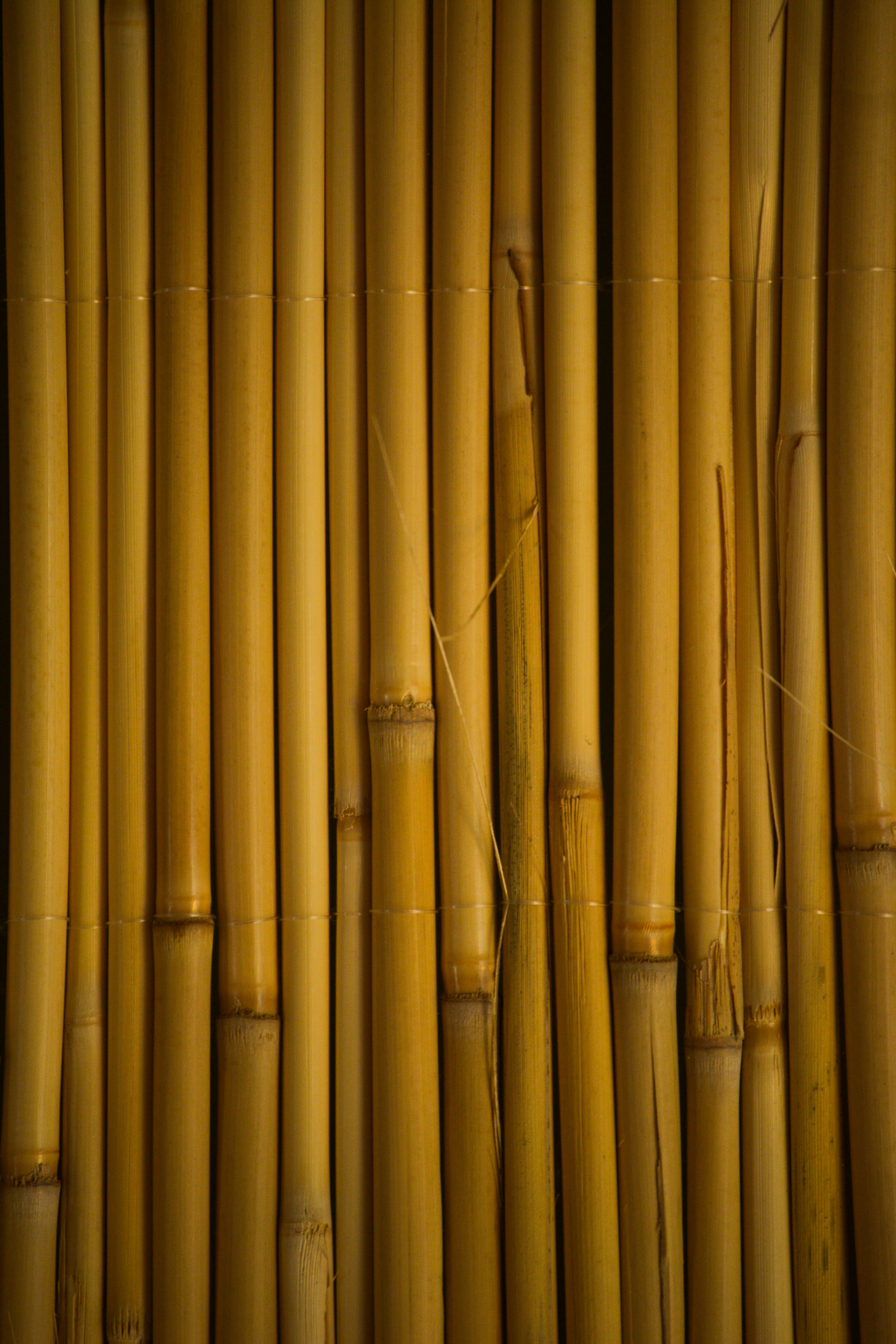 Golden Staves: Vertical Bamboo Slats in Warm Light