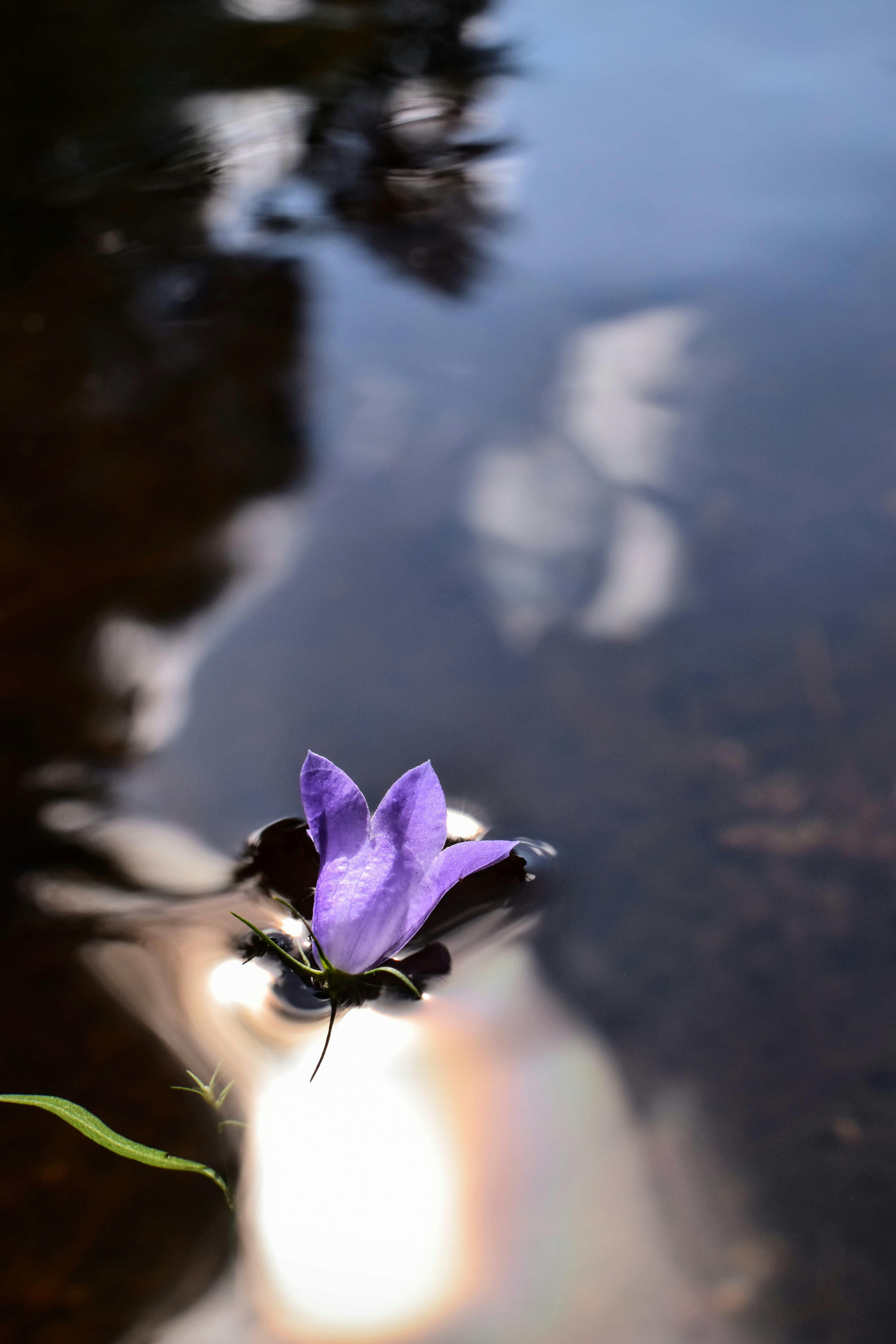 A single purple flower floats on a calm reflective surface, its bloom and stem creating a delicate focal point amid blurred surrounding ripples and sky reflections.