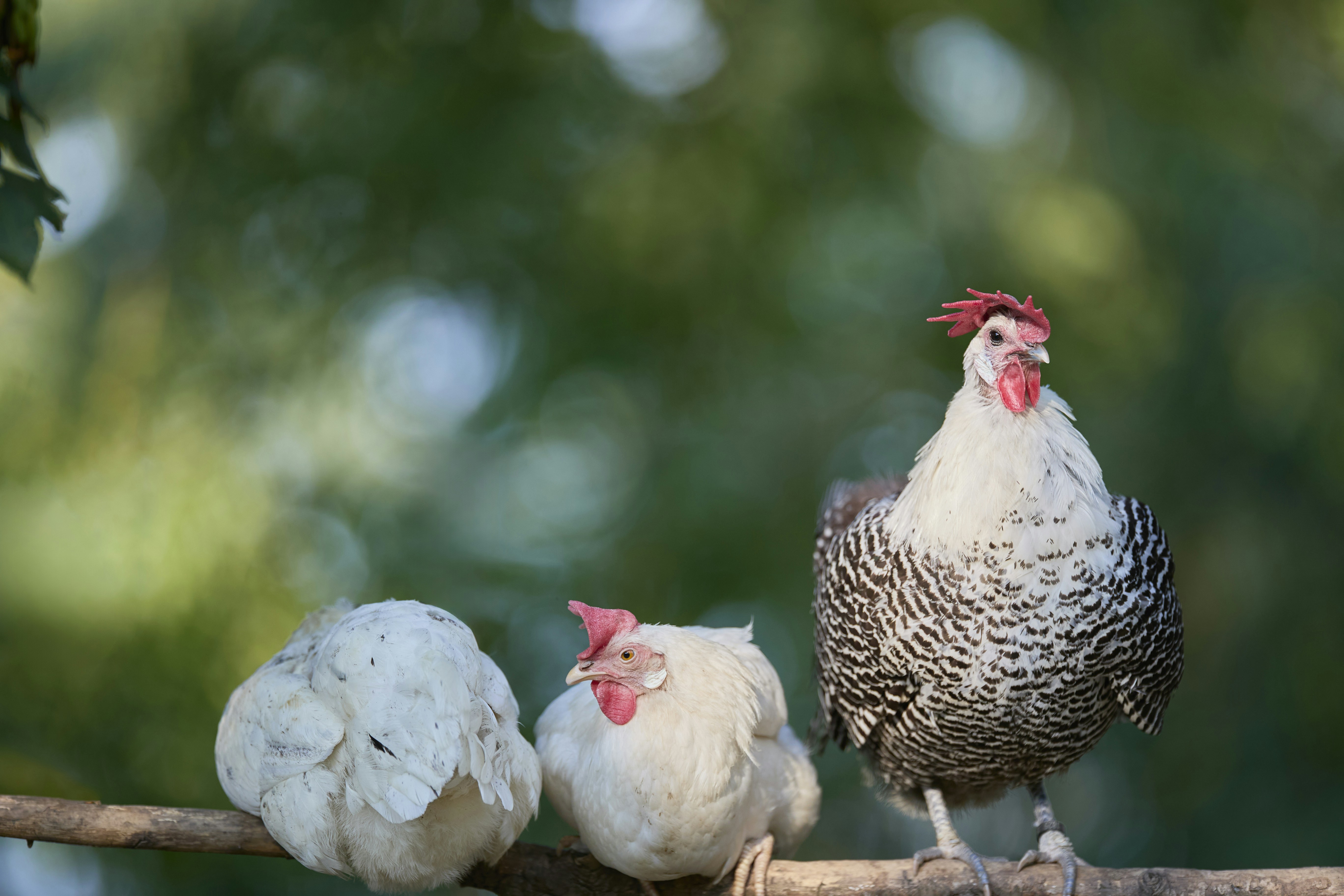 Triplet on a Branch: A White-Chested Trio Under Quiet Foliage