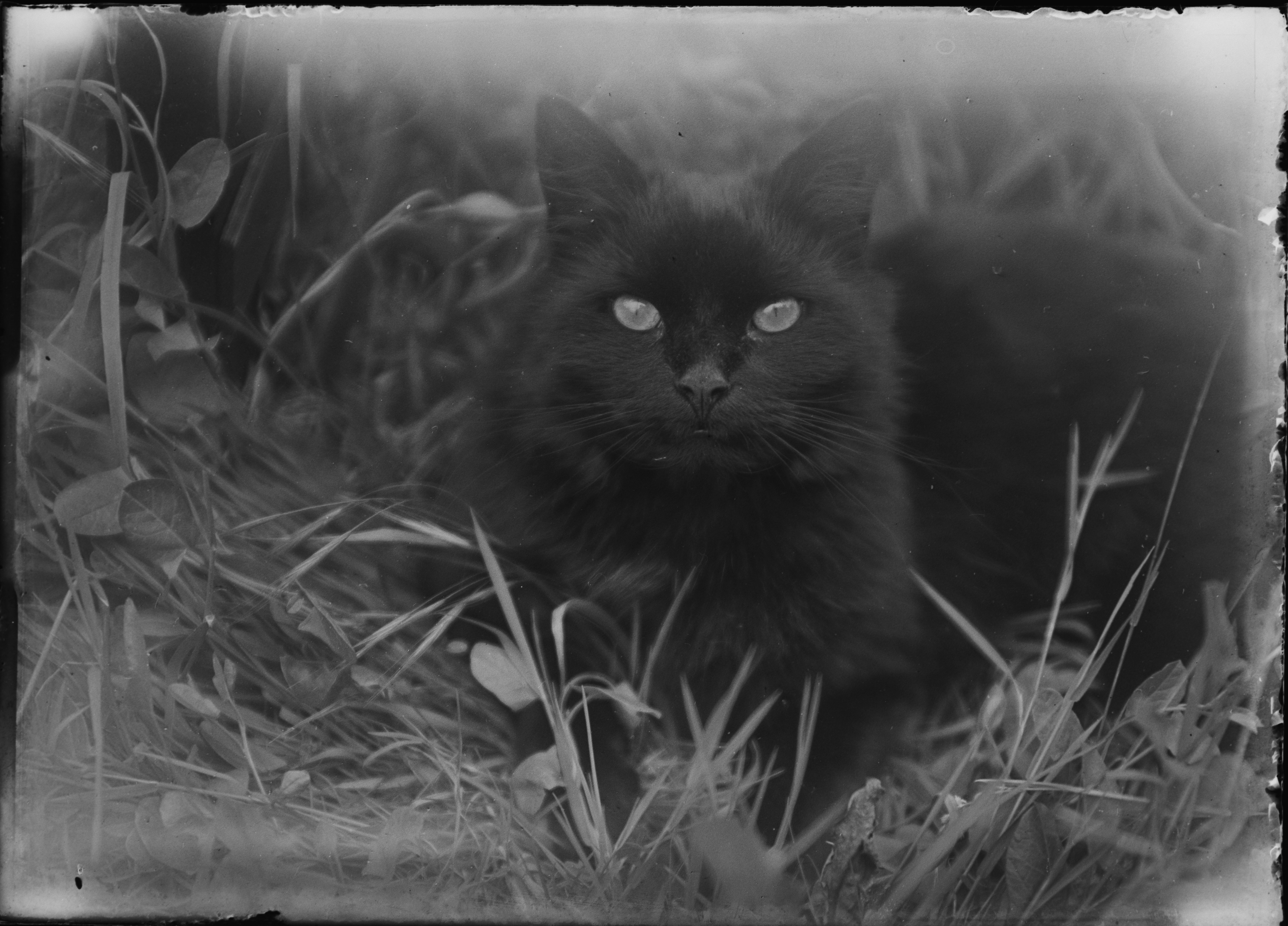 Midnight Watch: A Cat Emerges from the Grass