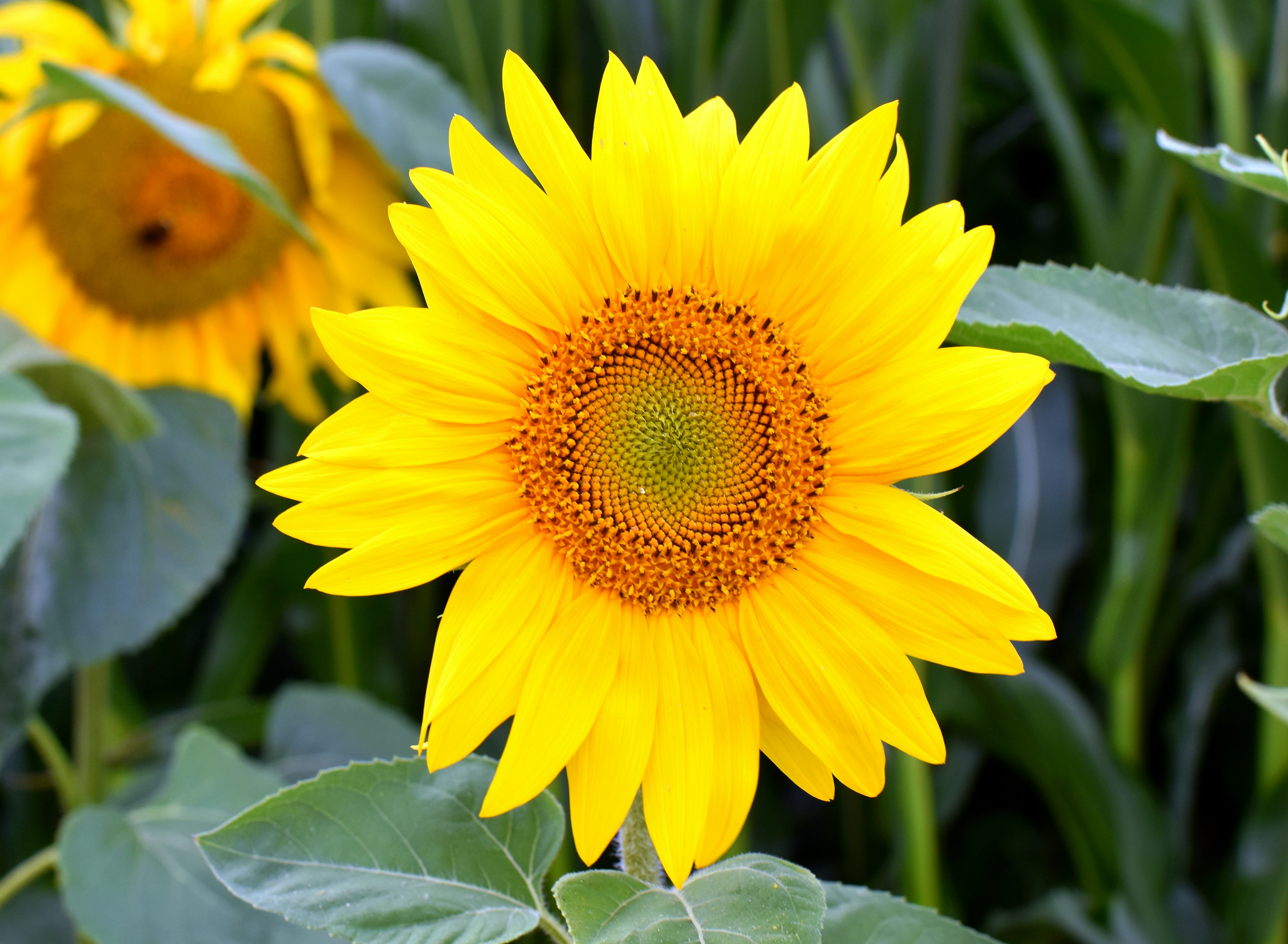 Sunlit Center Stage: A Bold Yellow Flower Commands the Garden