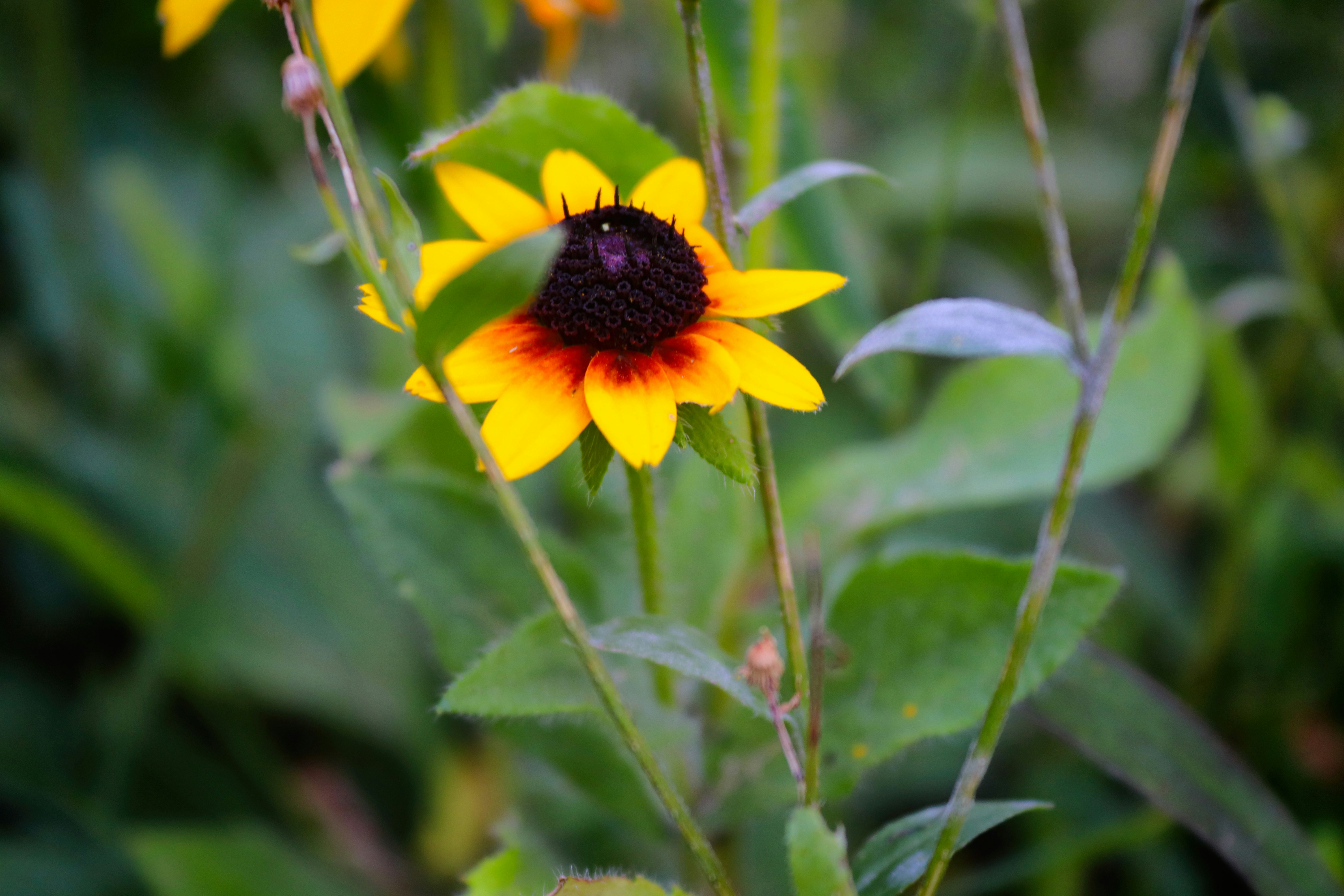 Sunlit Core: A Bright Face Among Garden Greens