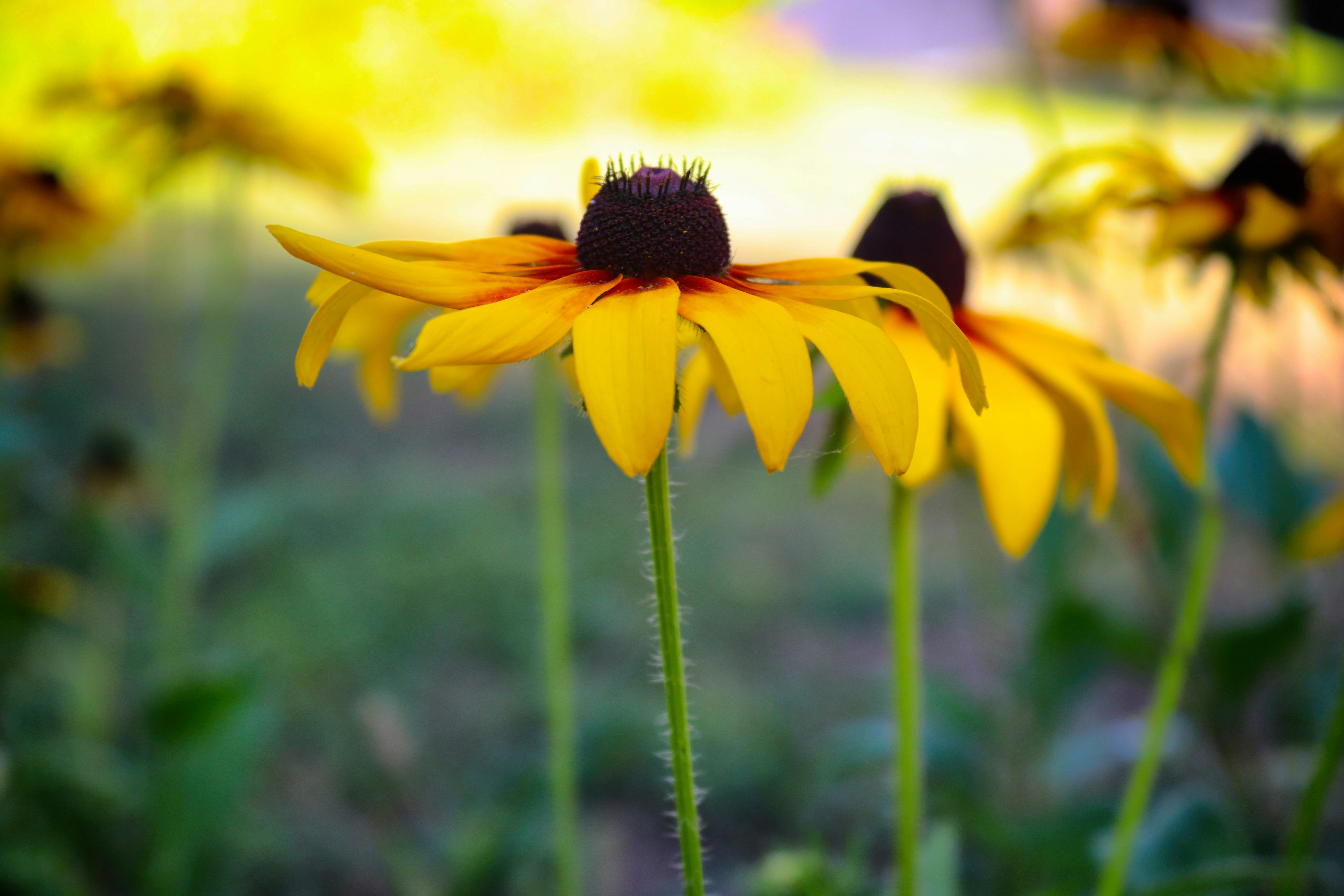Bright yellow coneflower with dark central disk stands in sharp focus against a creamy bokeh background.