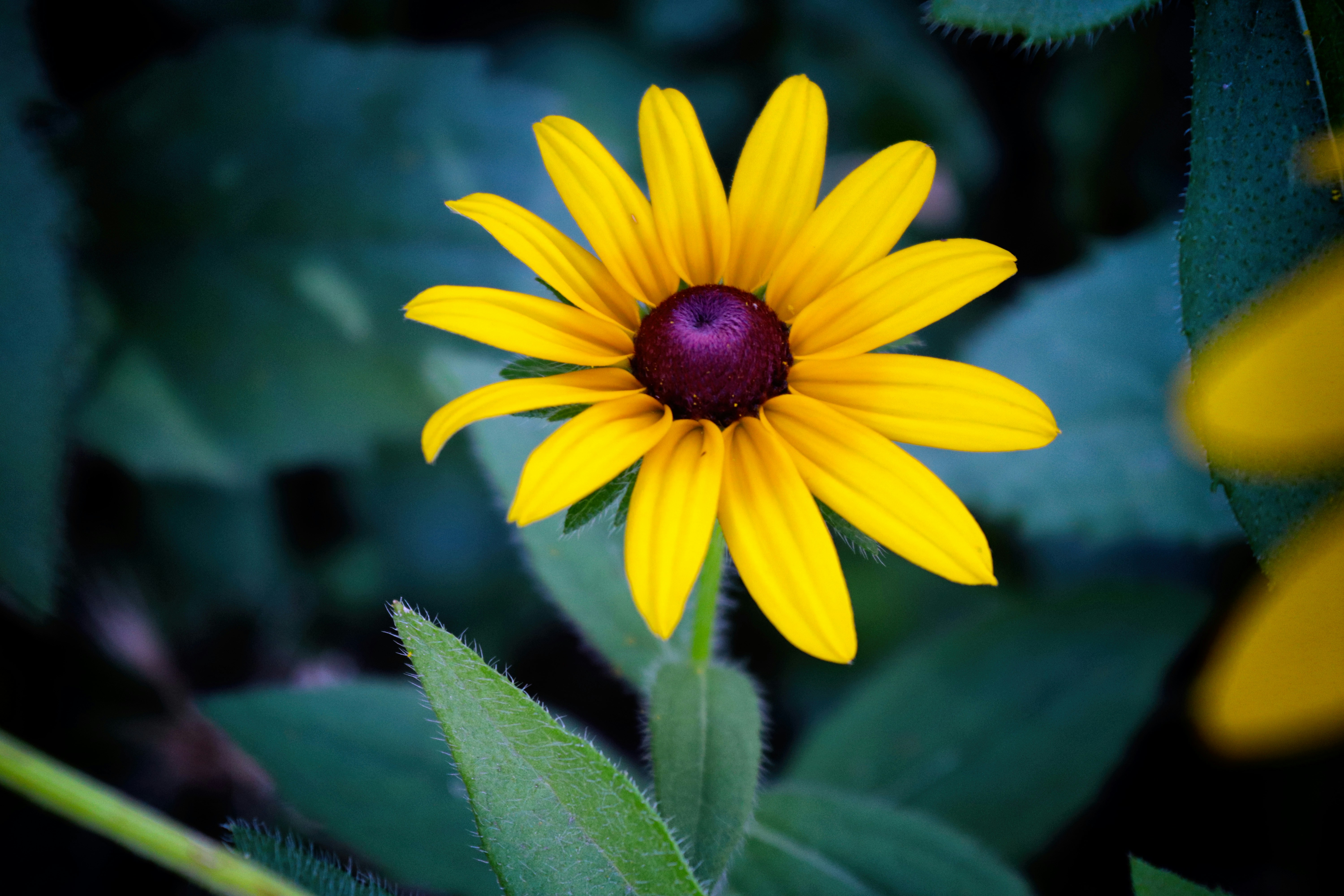 Yellow-centered Daisy Against Deep Green Backdrop