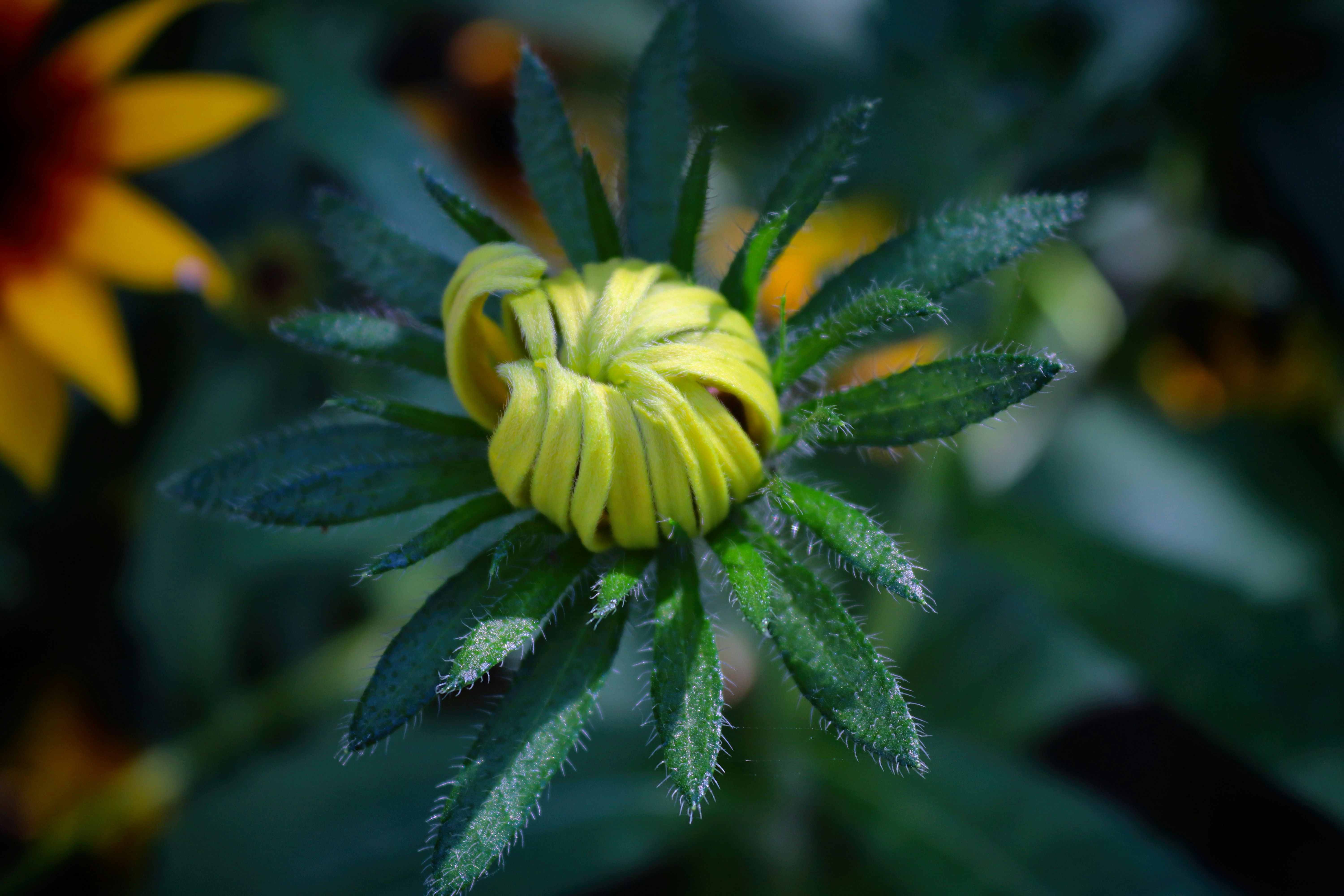 Yellow bud unfurling amid spiky green sepals in a soft-focus garden