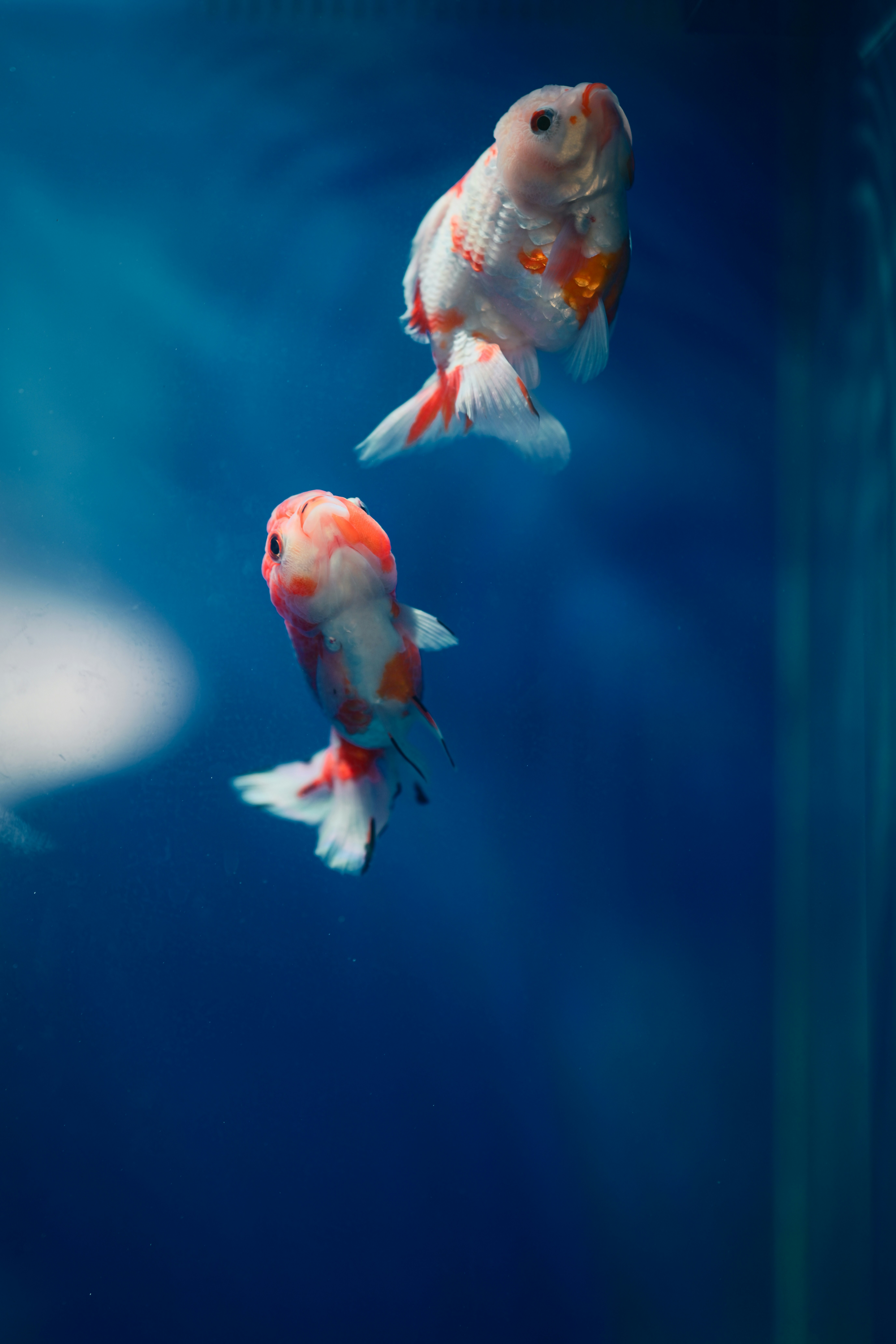 Floating Echoes: Two Fantail Goldfish in a Crystal Aquarium