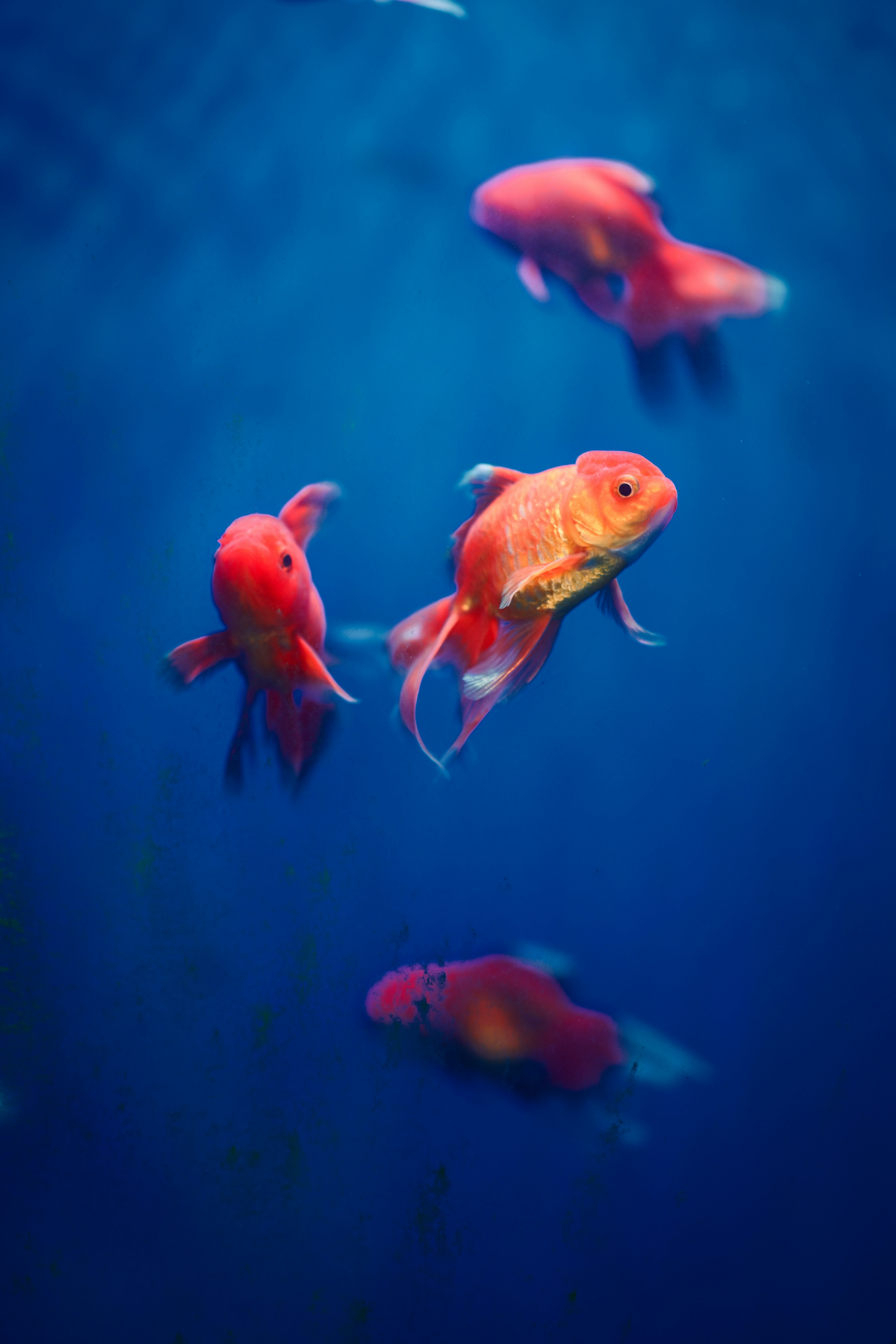 Amber Illusion: A School of Fire in Blue Water