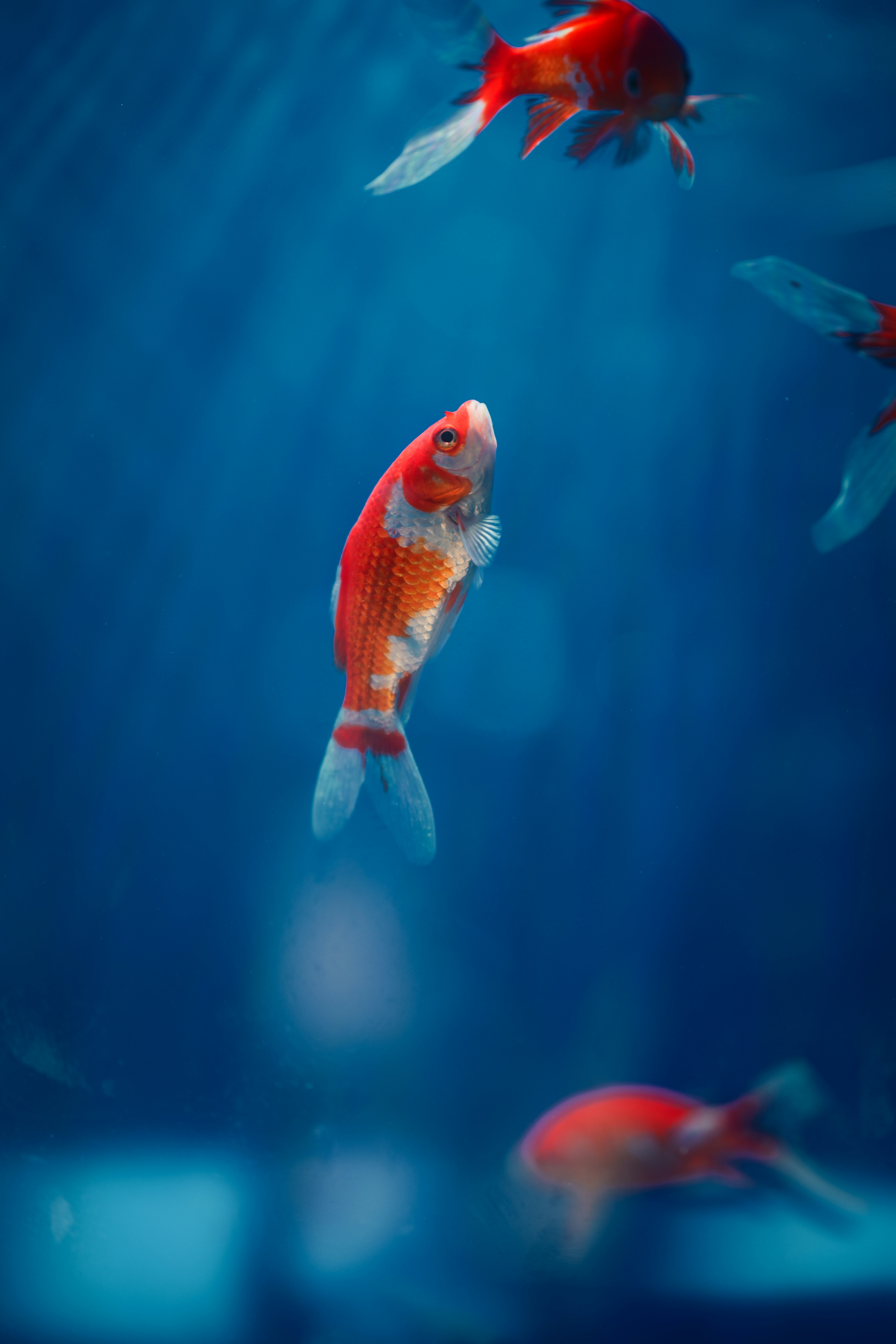 Koi Suspended in Blue: A Red-White Portrait of Graceful Drift
