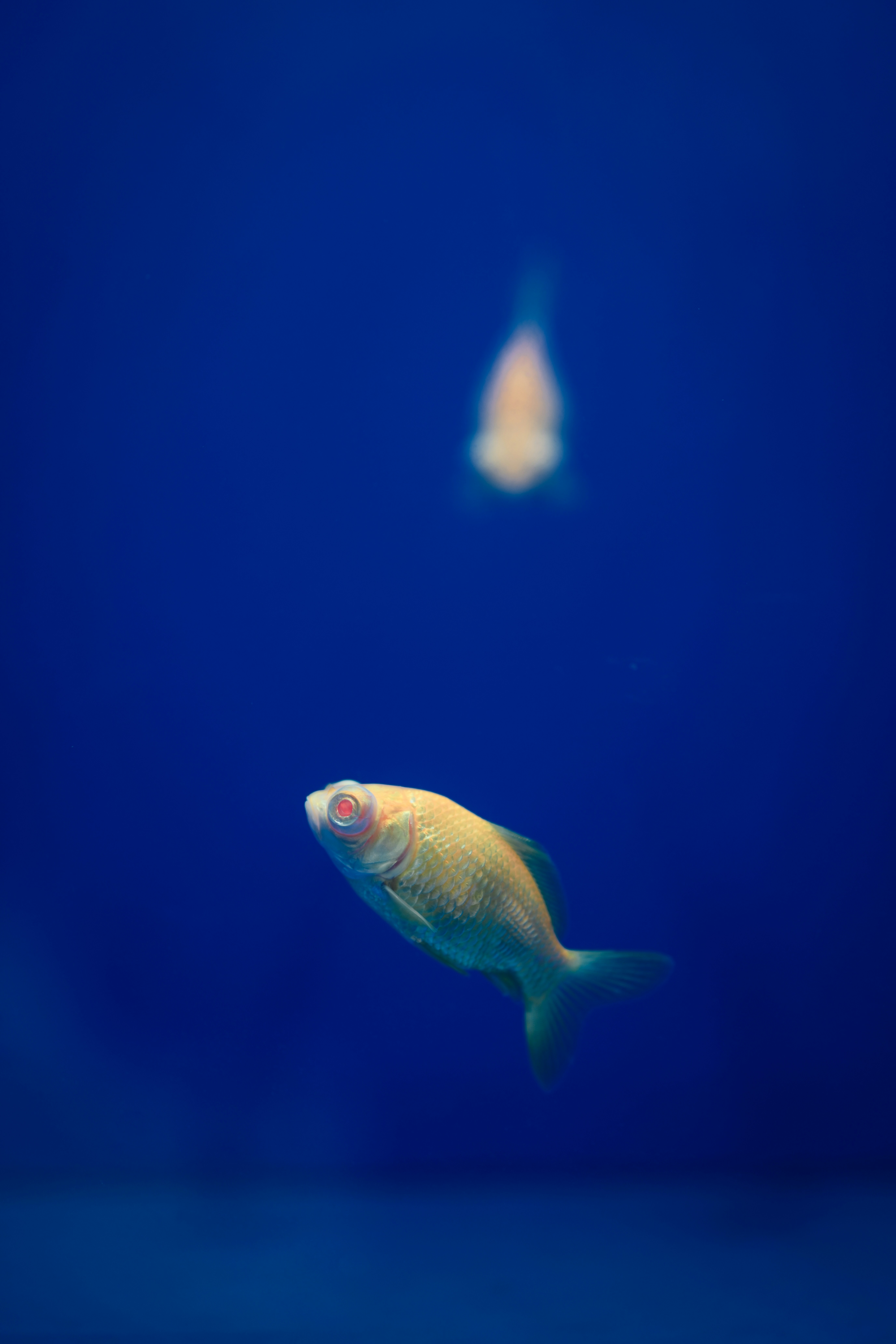 Underwater Sentinel: A Goldfish Hovering in Blue Depths