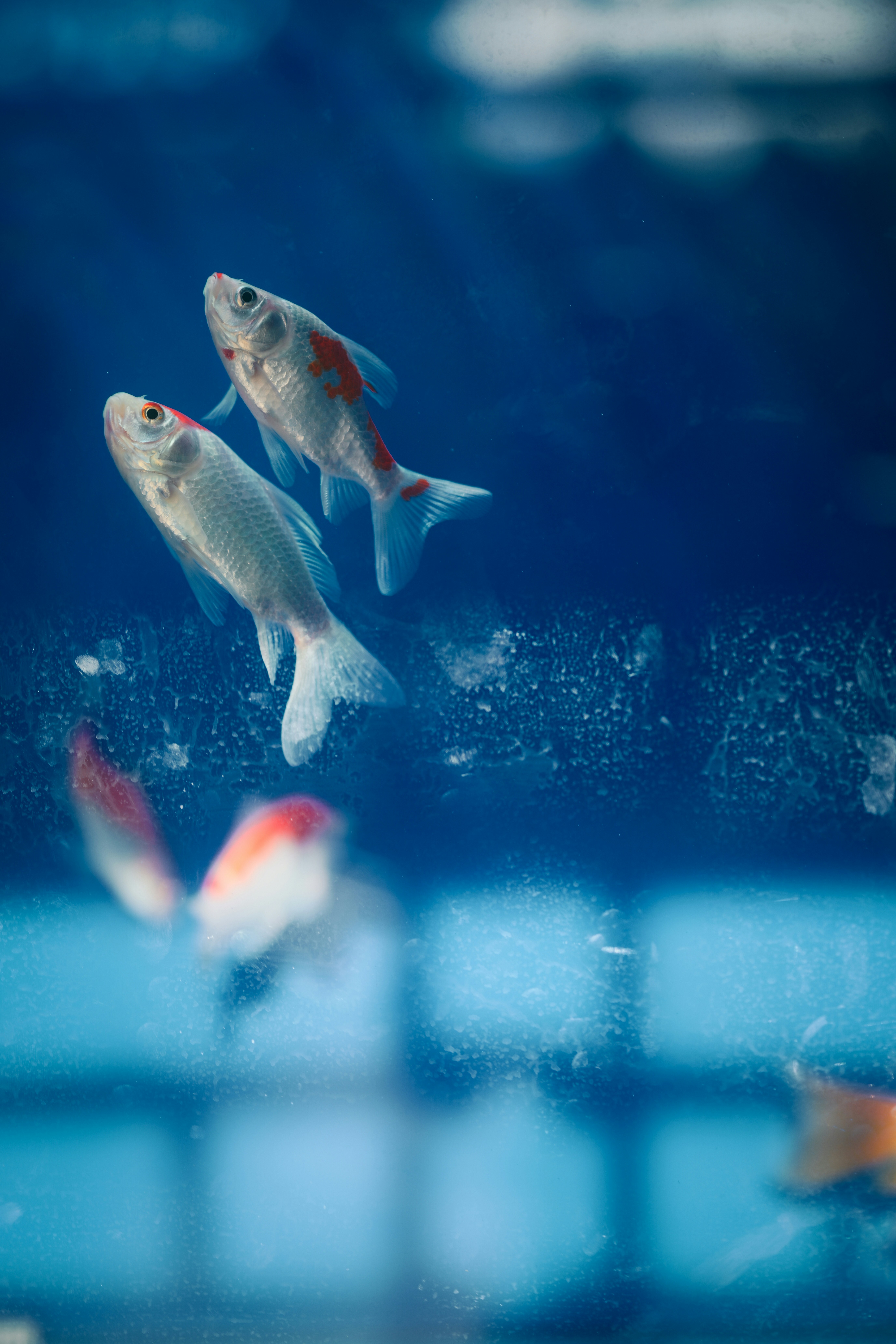 Curious Pearlescent Koi Hover in Blue Grotto