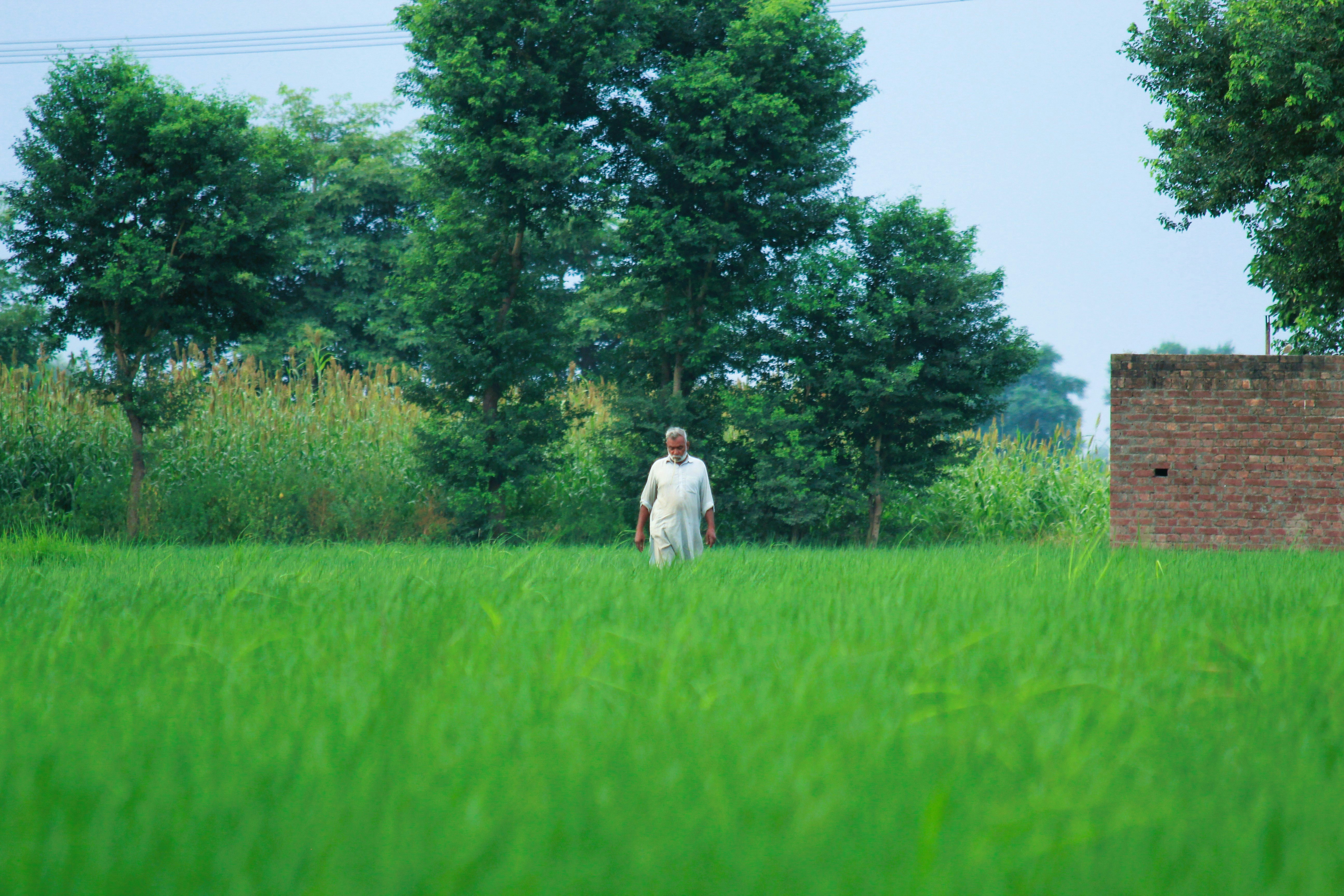 Assembly of Trees and Rice field