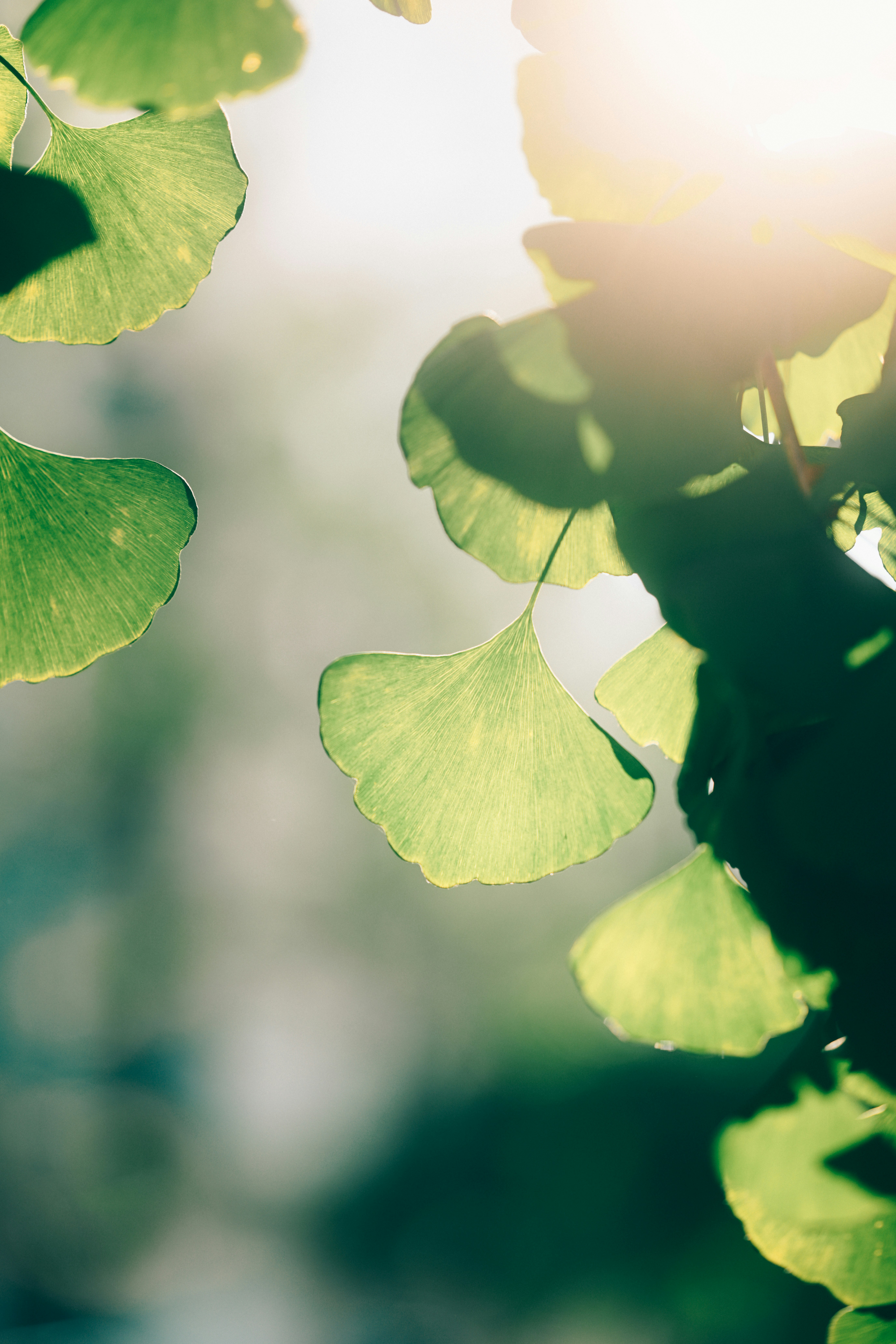 Sunlit Ginkgo Blades: A Quiet Moment of Greenlight