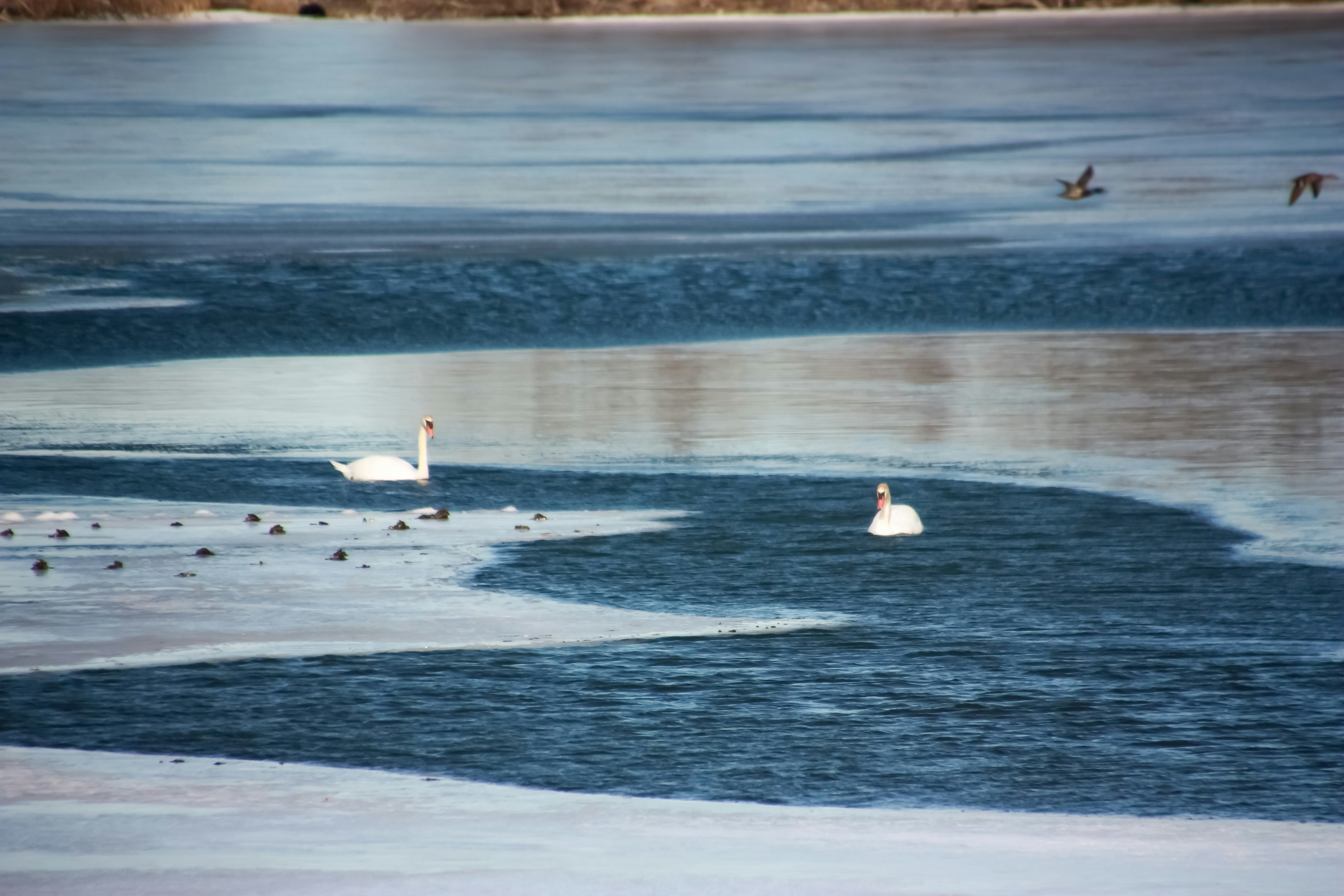 White Swan Pair on a Serene Seasonal Ice Field