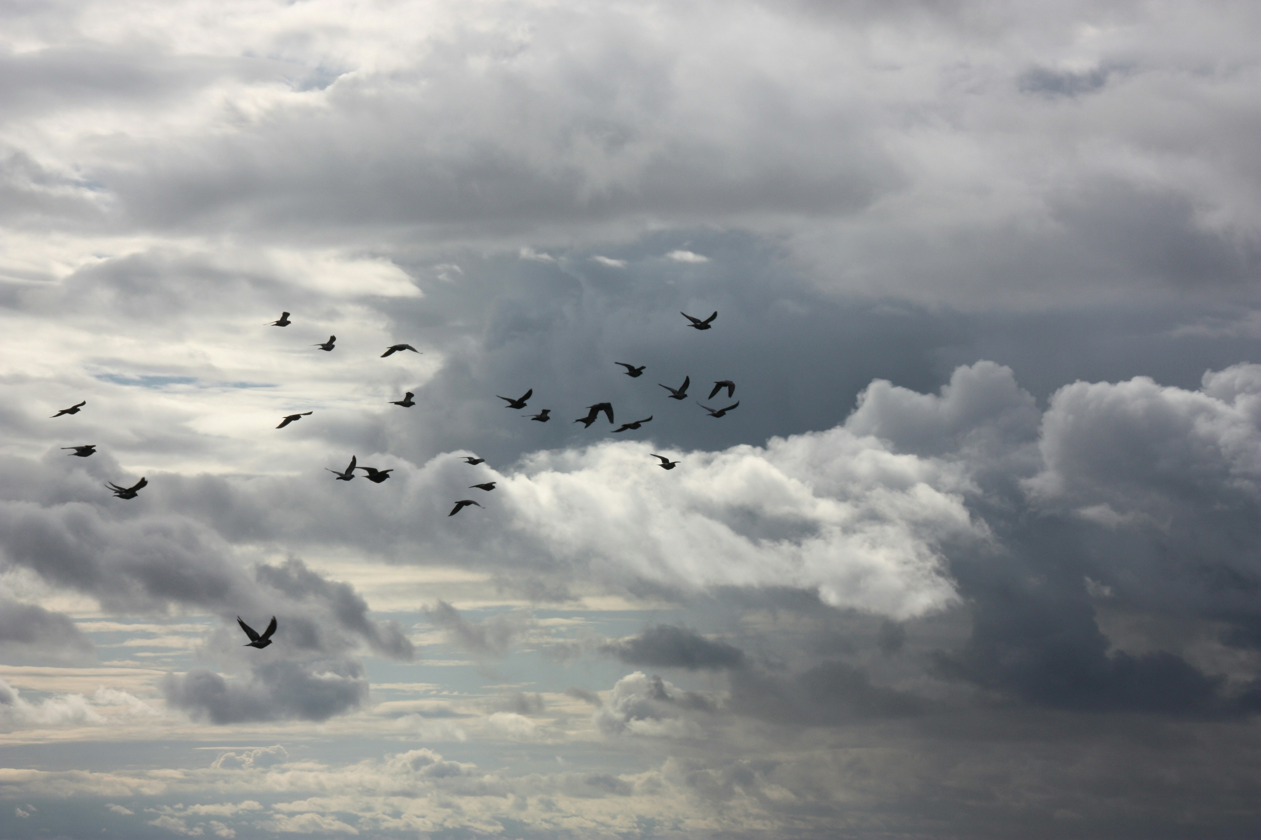 V formation in the gray expanse