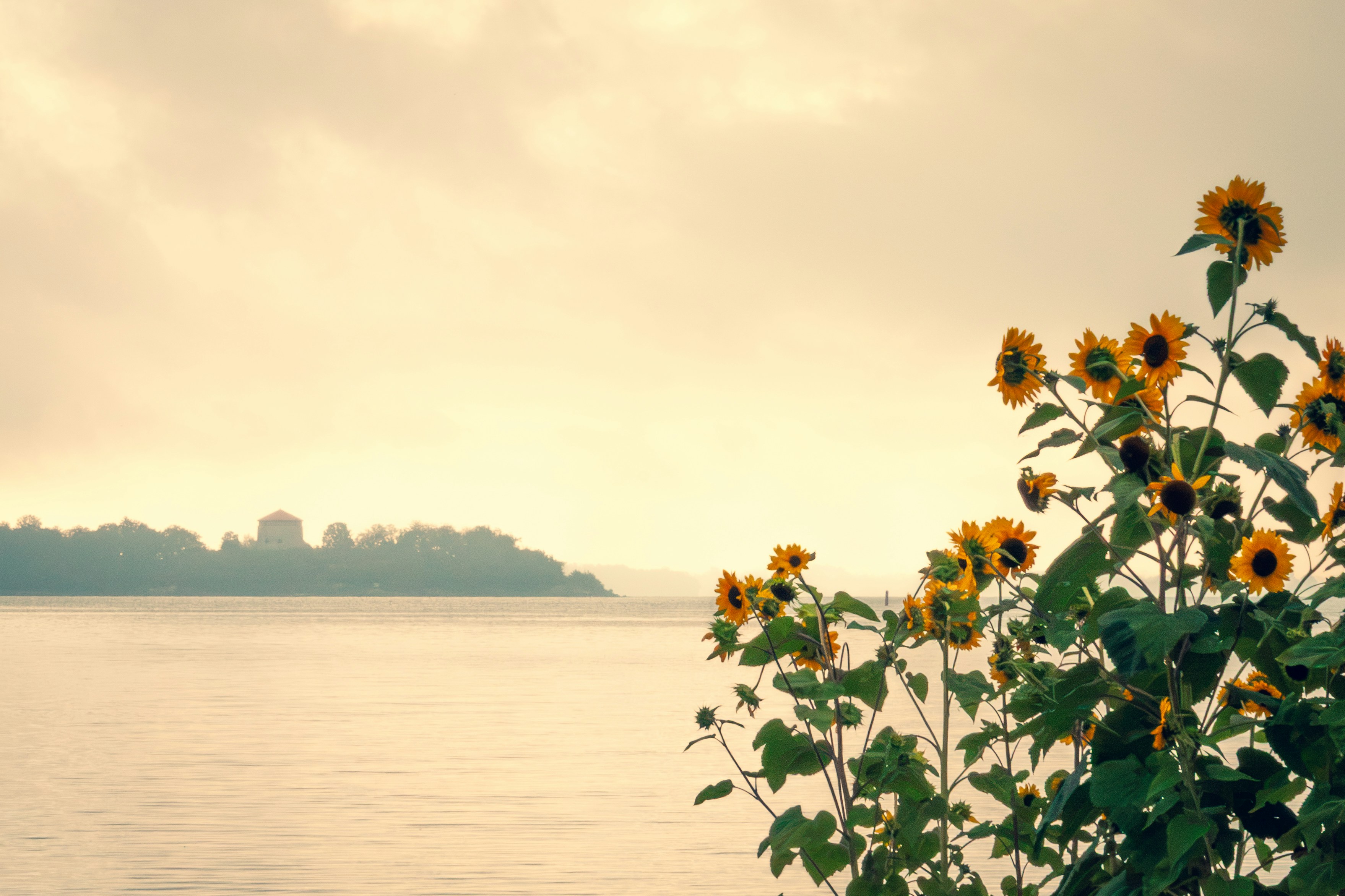 Sunlit Quiet: Sunflowers Framing a Distant Shore