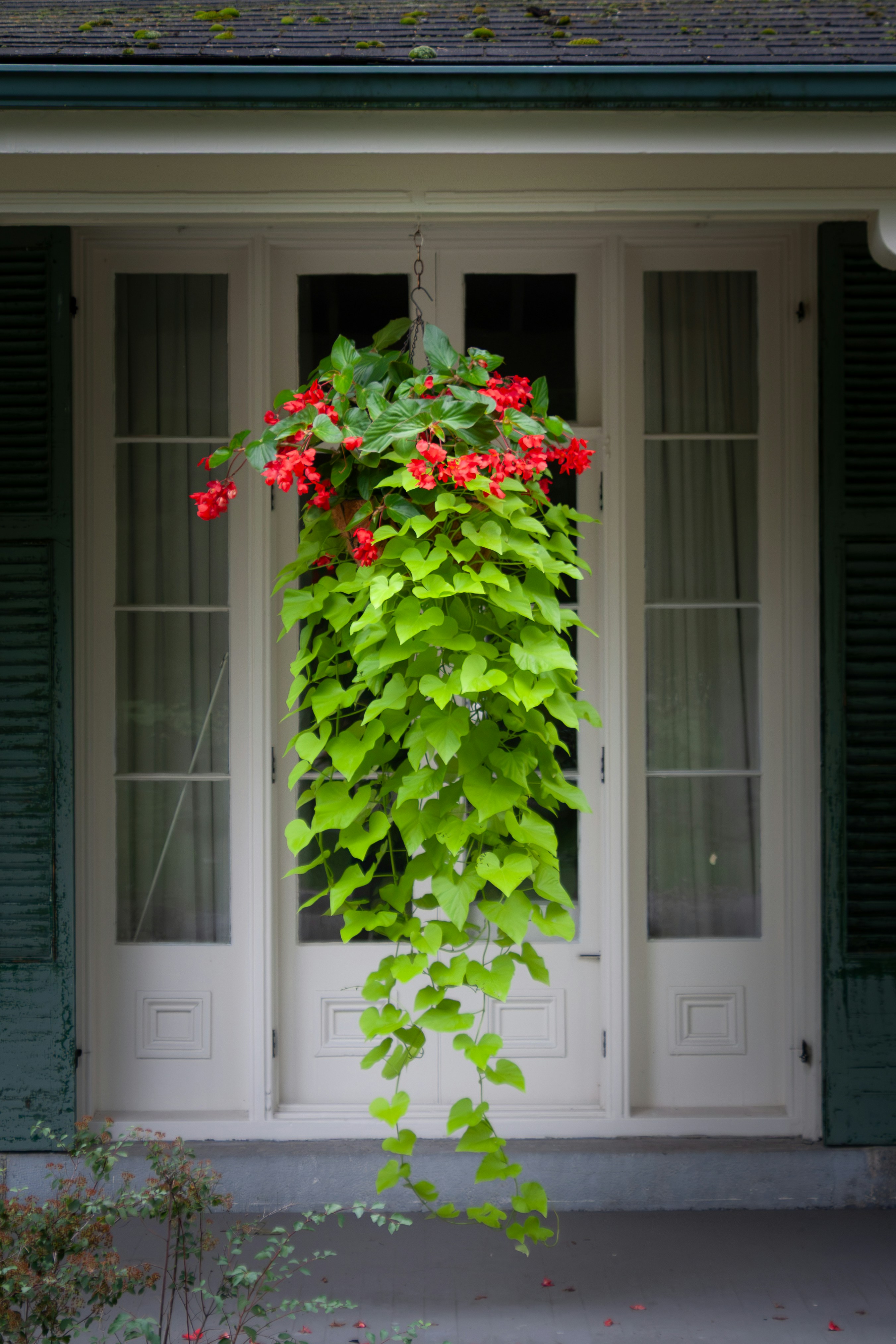 Bright green trailing plant with red blossoms drapes in front of a white door, framed by dark shutters; a windowed doorway serves as the backdrop for a hanging planter.