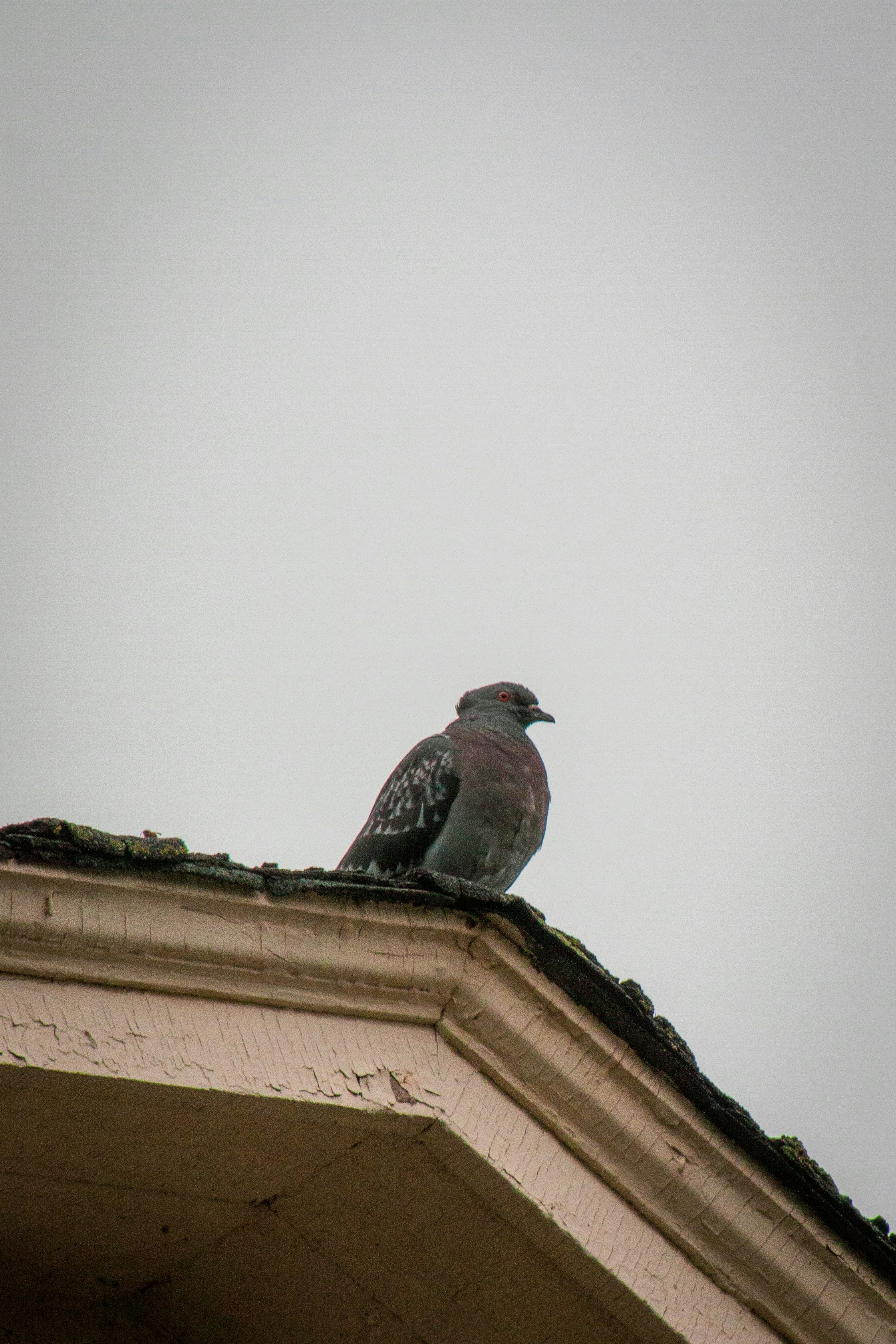 Pigeon Sentinel on a Weathered Roof Edge