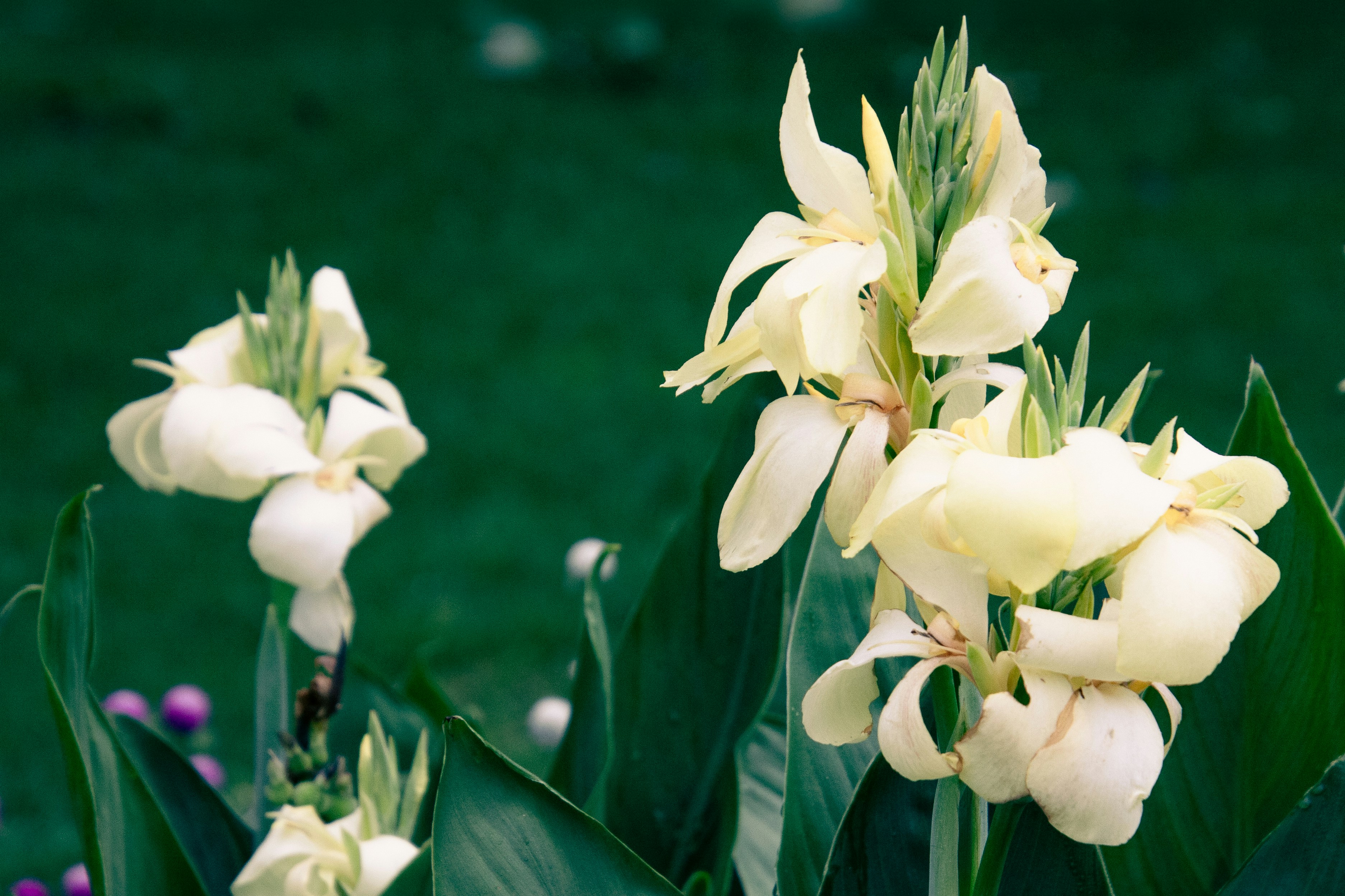 Cream Iris in a Velvet Green Field