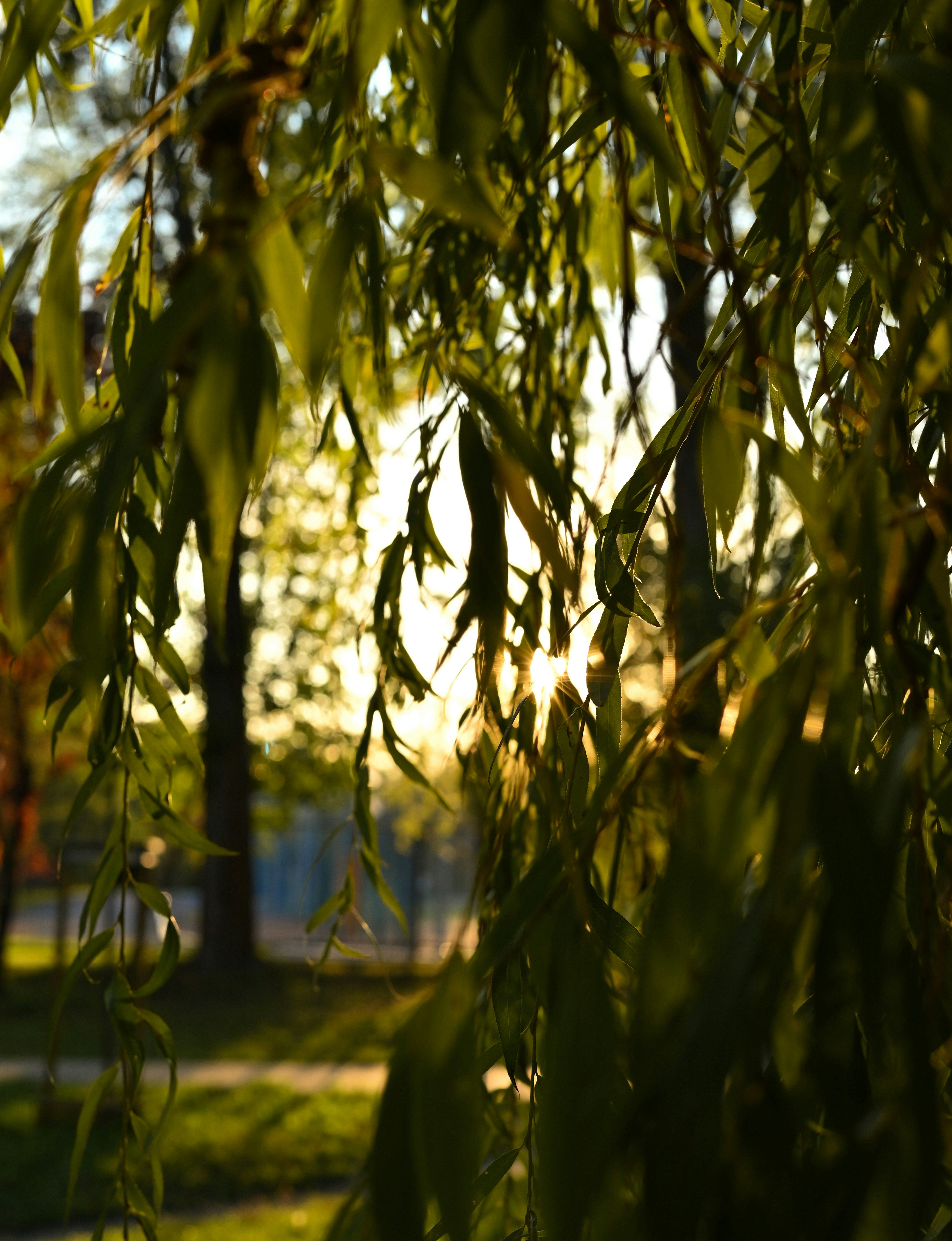 Sunlit Willows: Dappled Light Through Hanging Leaves