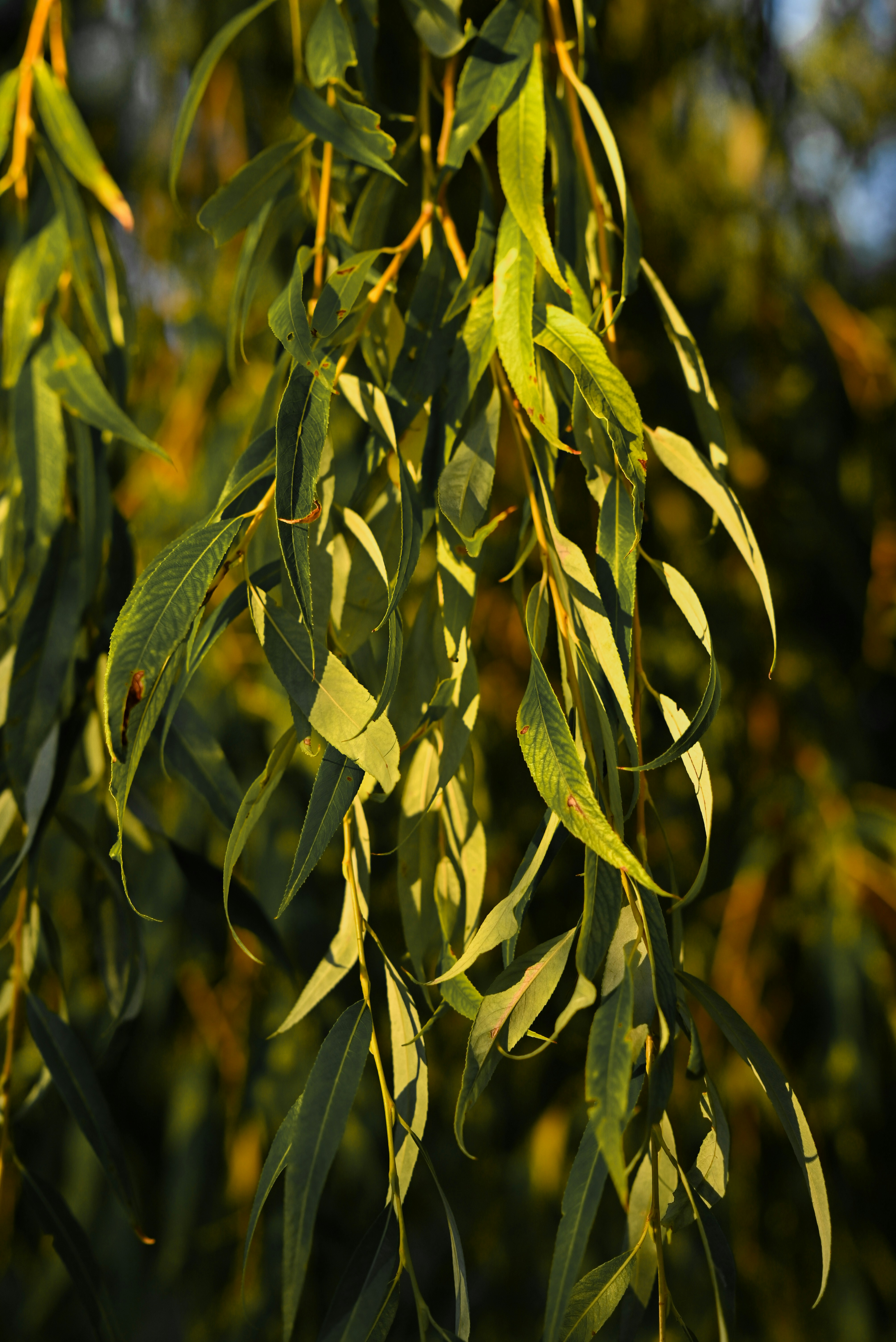 Willow Leaves in Golden Light