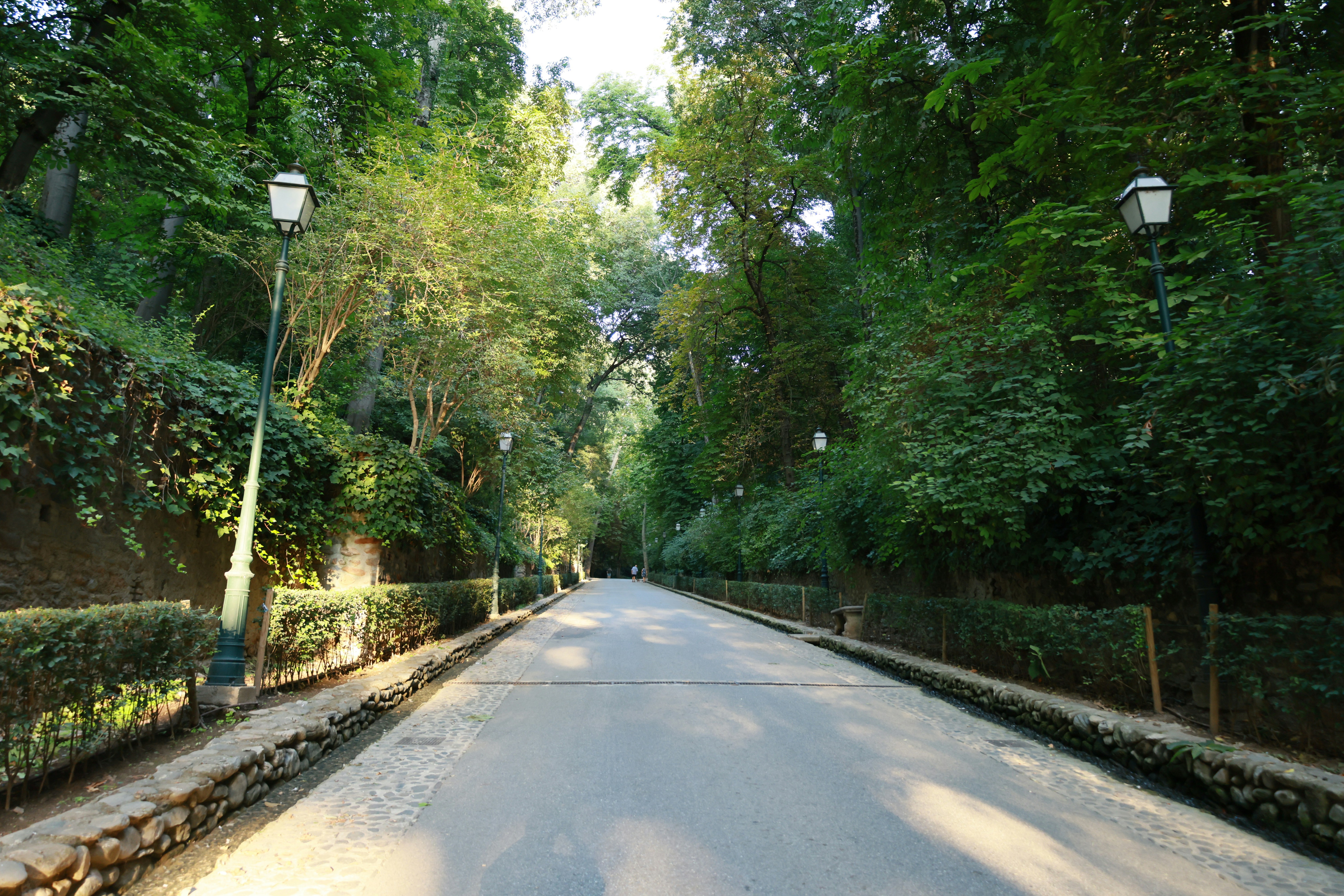 Shaded Avenue: A Quiet Park Road Framed by Lanterns and Greenery