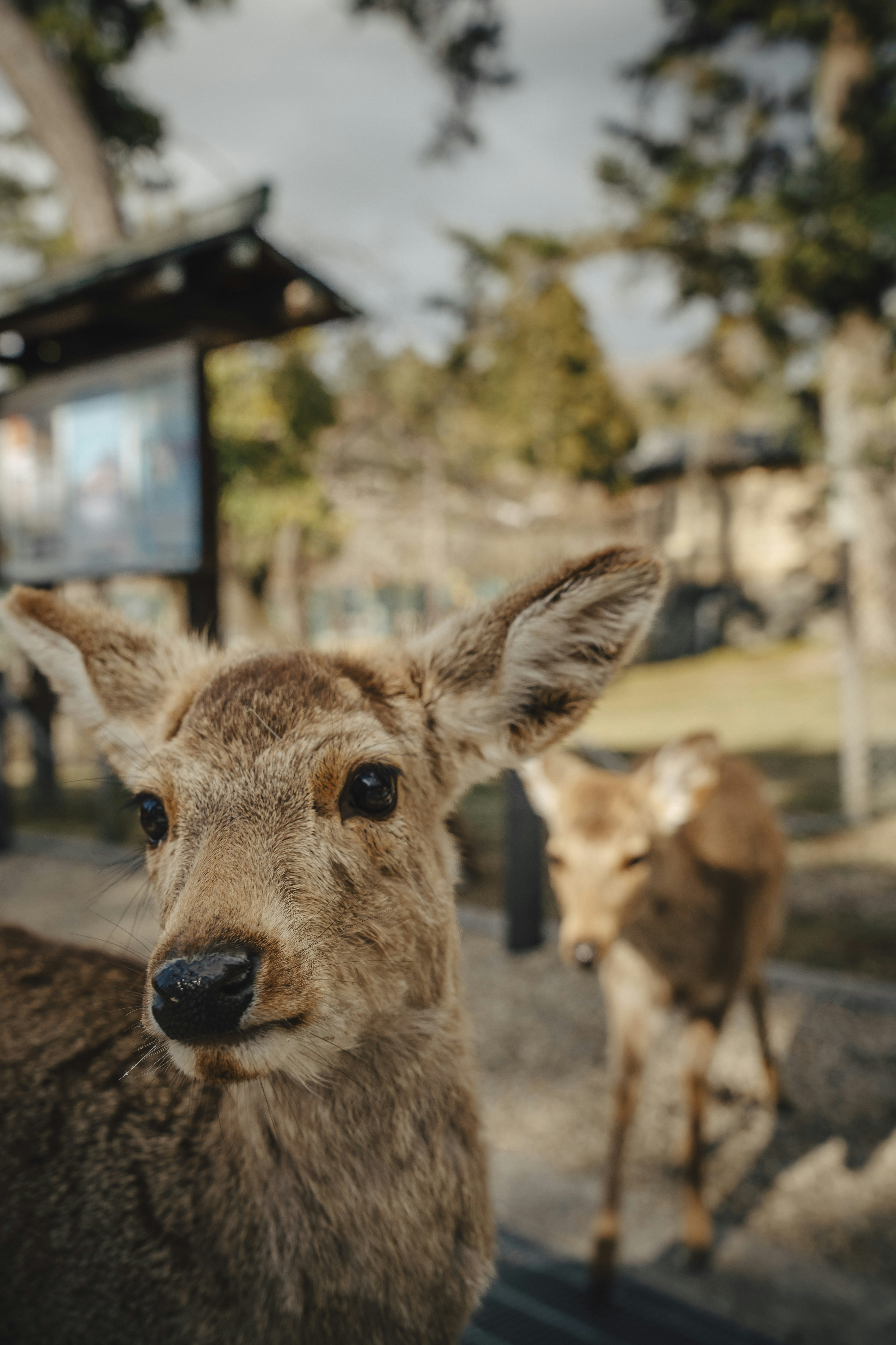 Curious Fawn Faces the Camera at Dawn Park