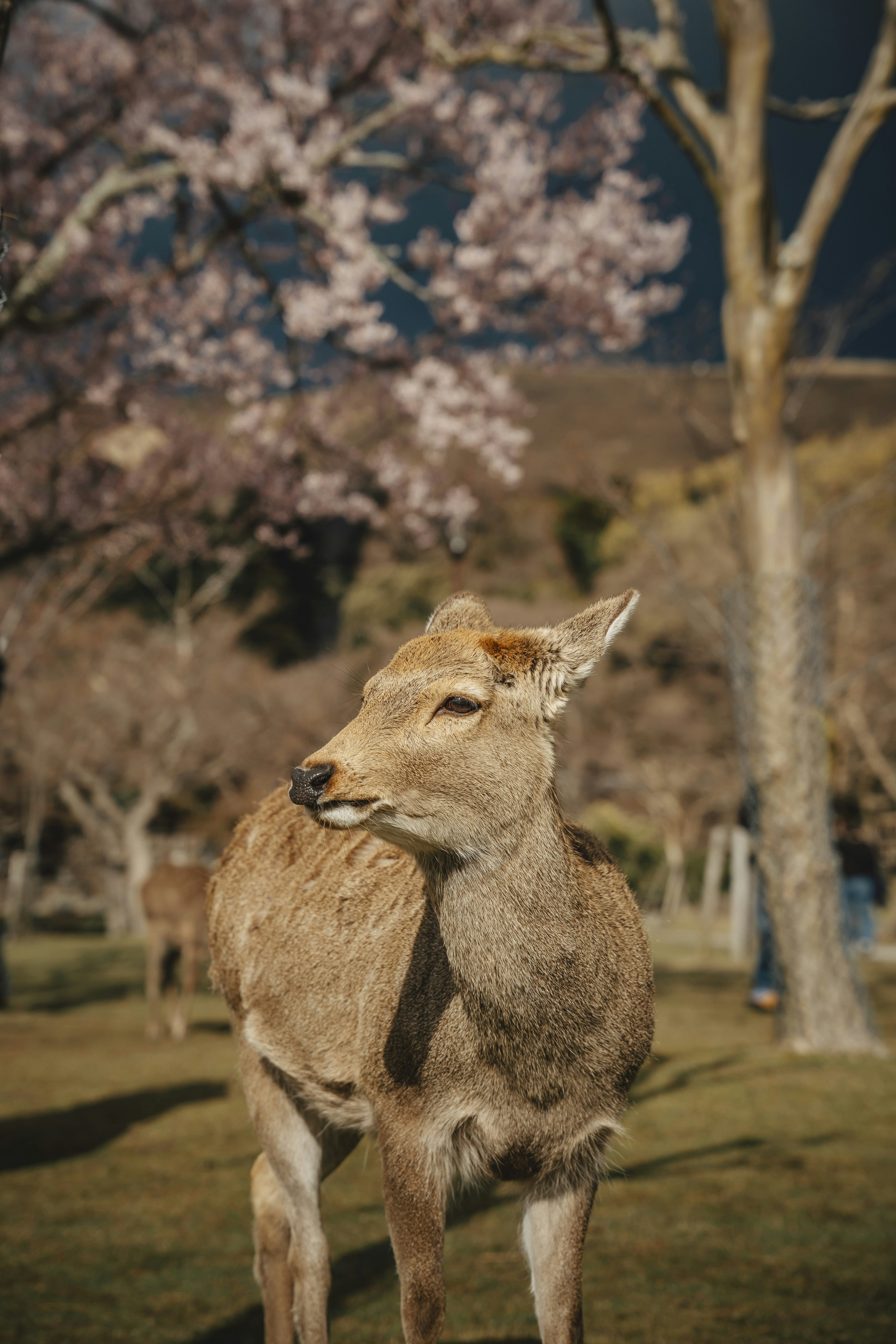 Springtime sentinel: a deer gazes toward the sunlit meadow