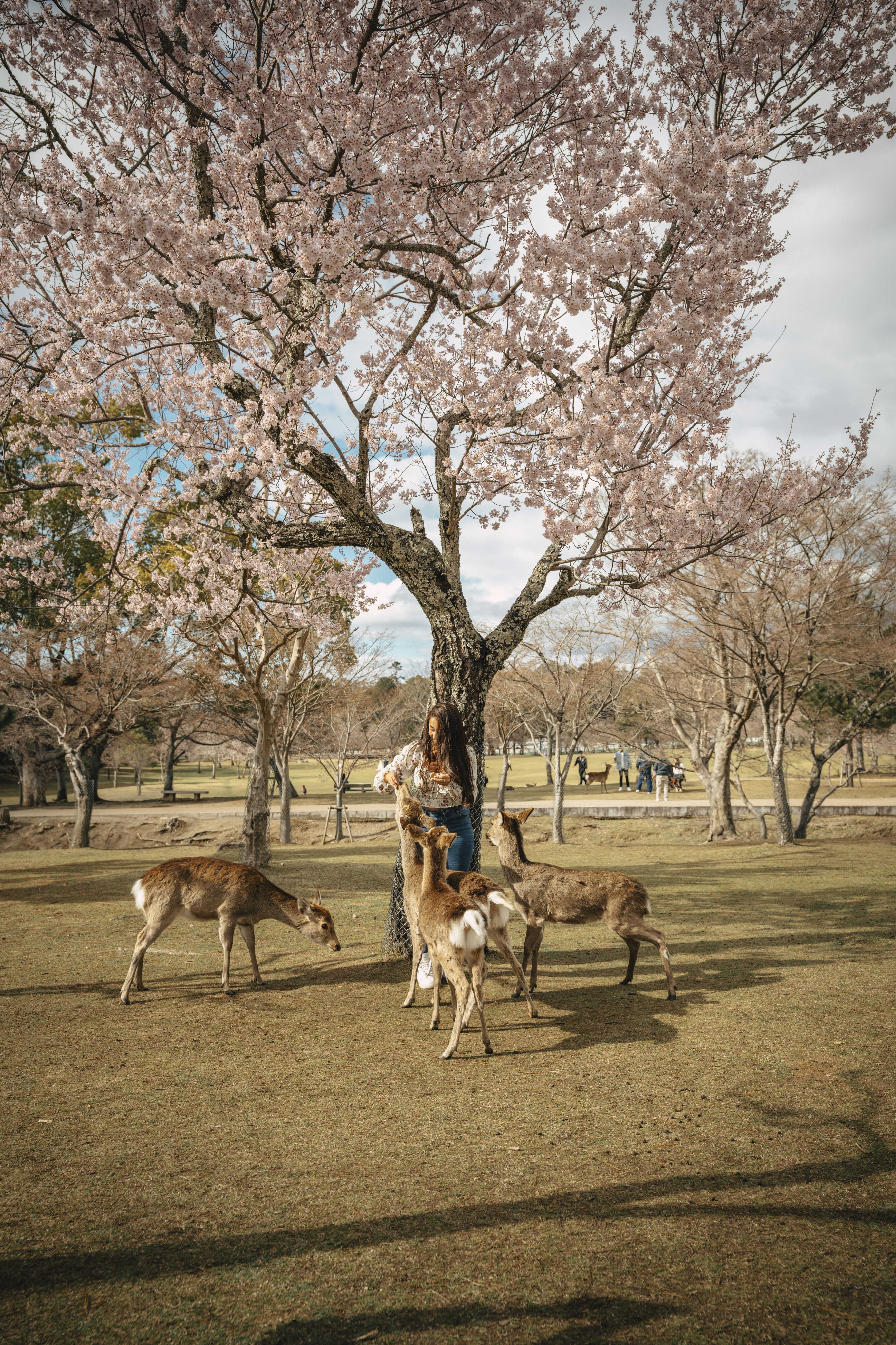 Sakura Shade: A Woman Among Deft Deer Beneath Blooming Trees