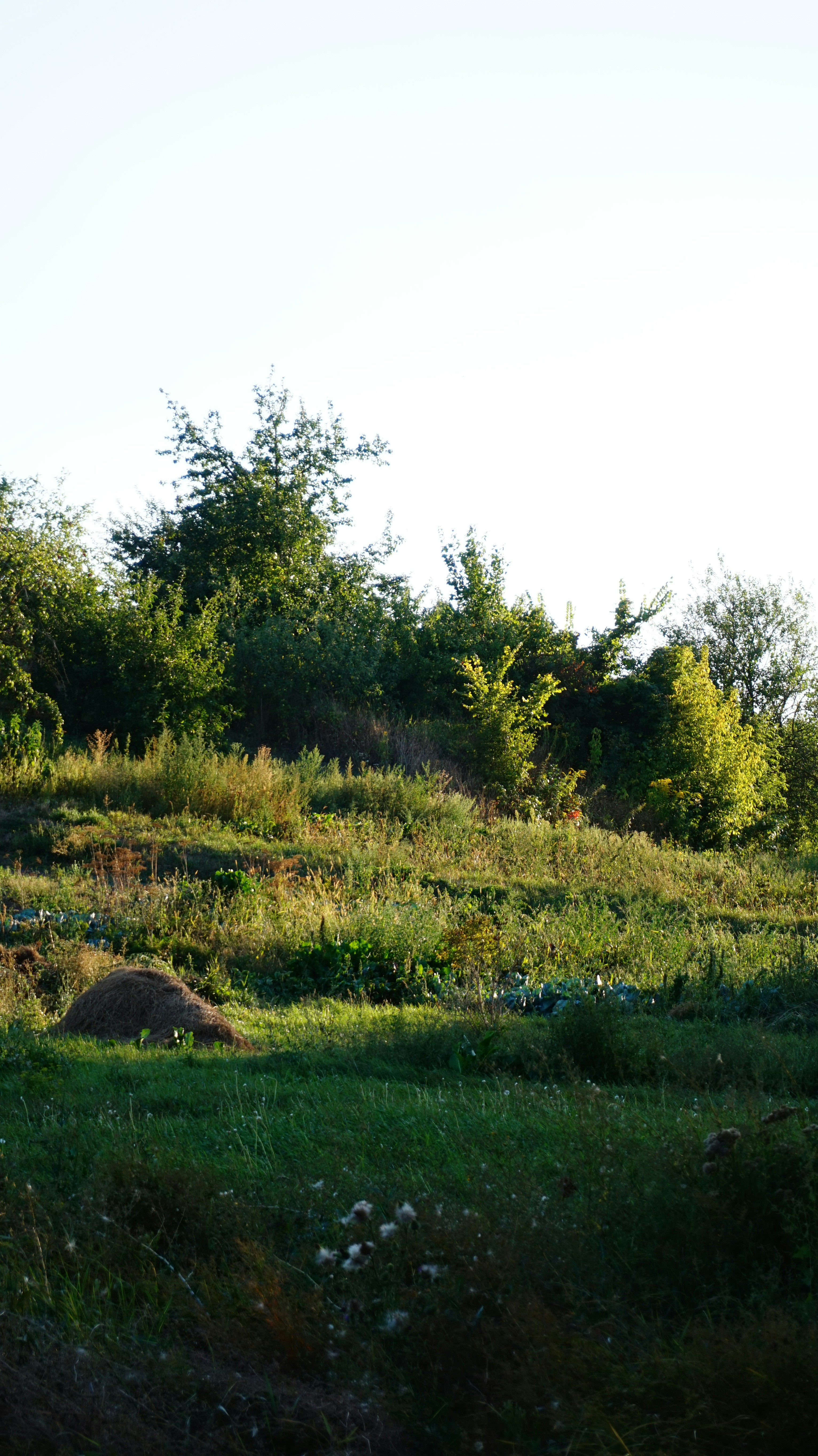 Sunlit Hill Meadow with Distant Tree Line