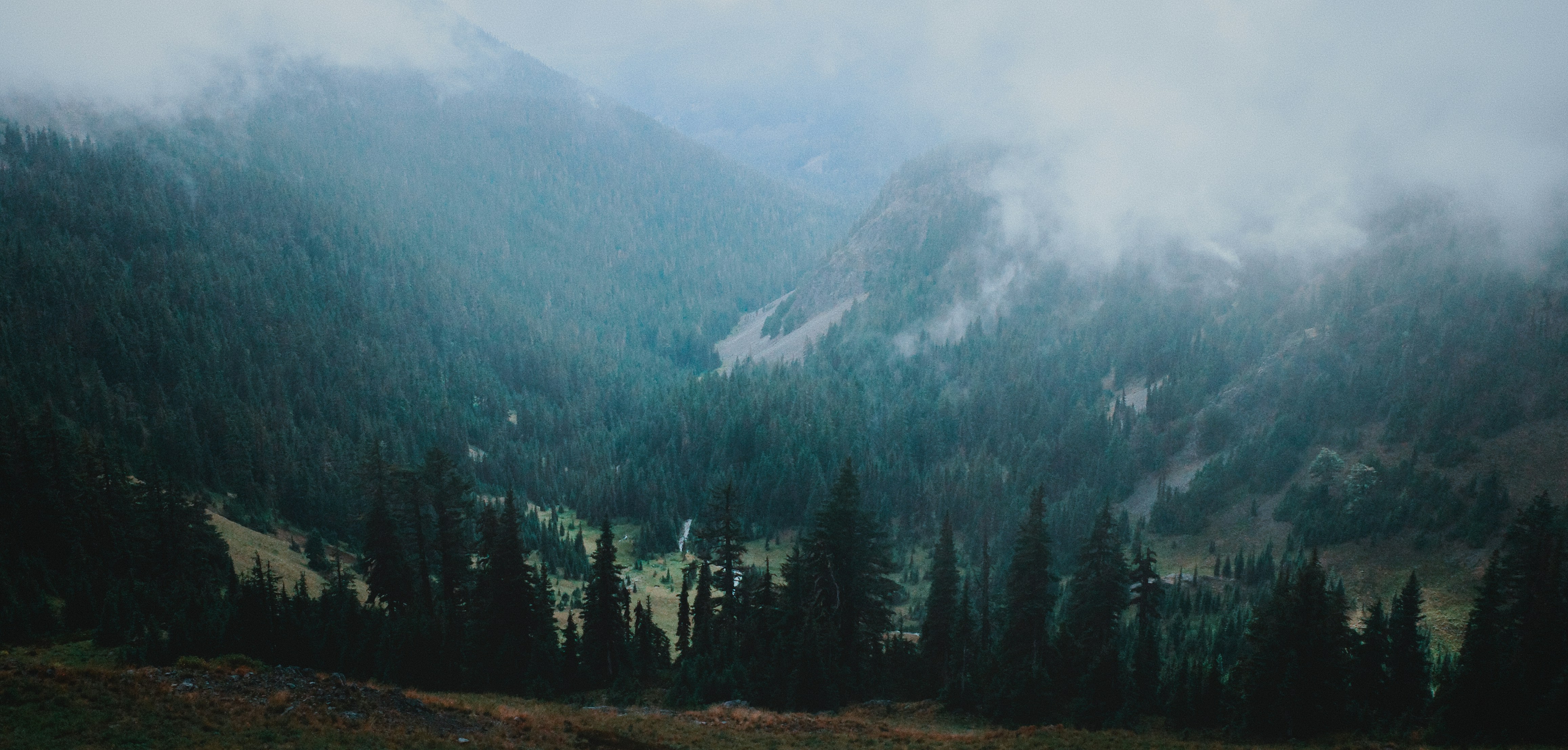 Mist-Laced Valley descent through pine silhouettes