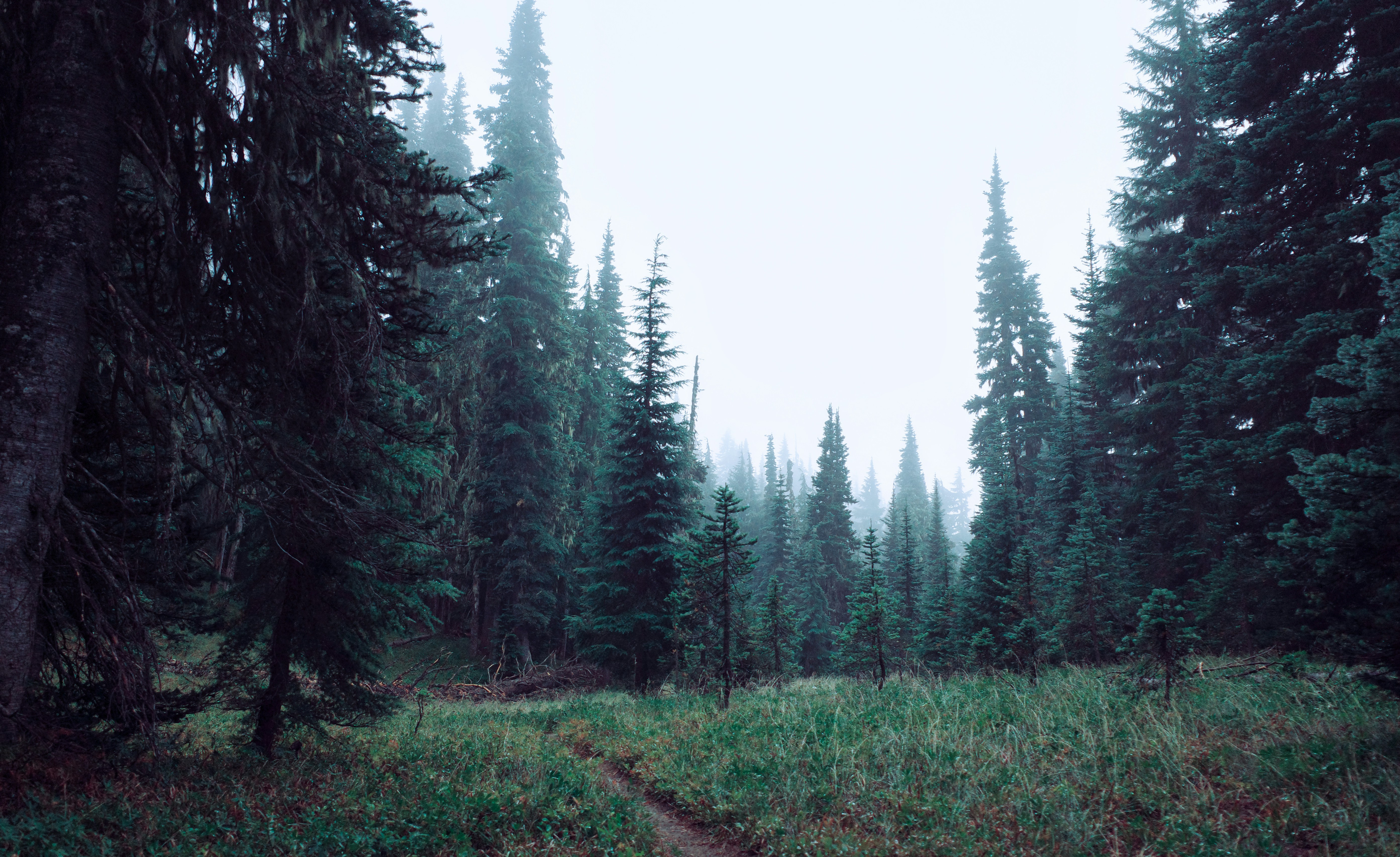 Mist-Laced Pines at the Edge of the Meadow