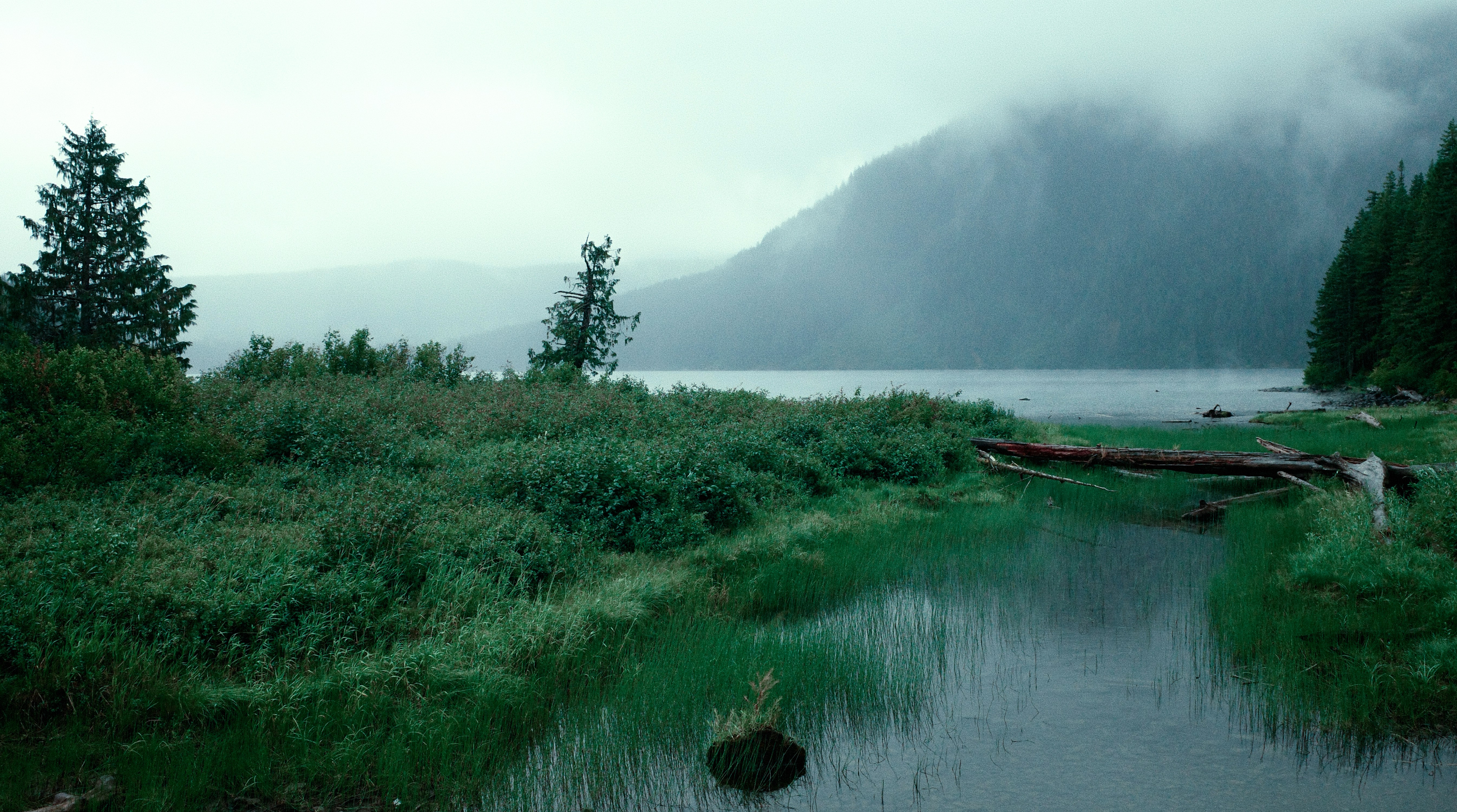 Mist over a Quiet Alpine Shore with Weathered Driftwood
