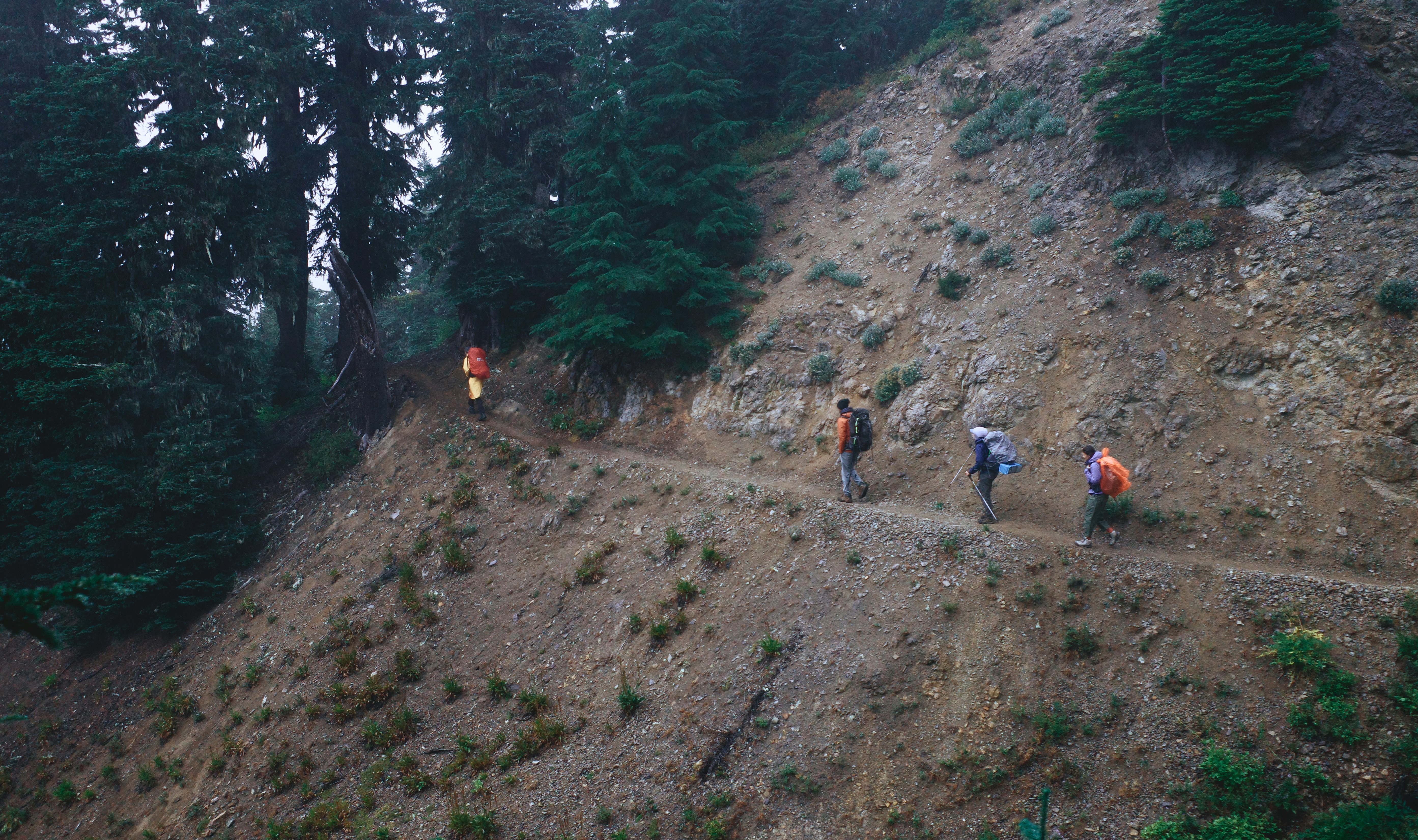 Cliffside Trek: A Narrow Path Above the Forest Edge