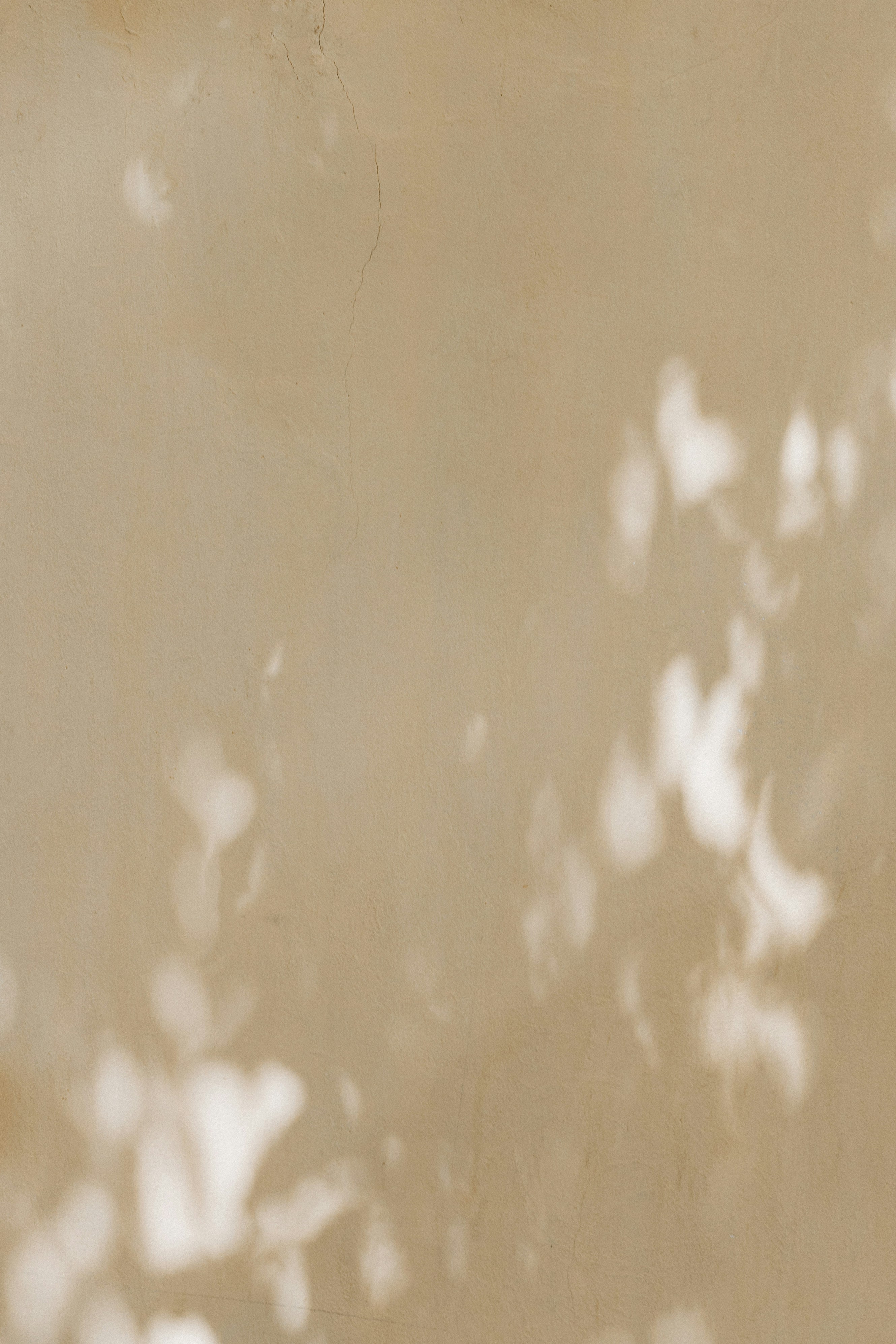Sunlit Veil on a Quiet Wall