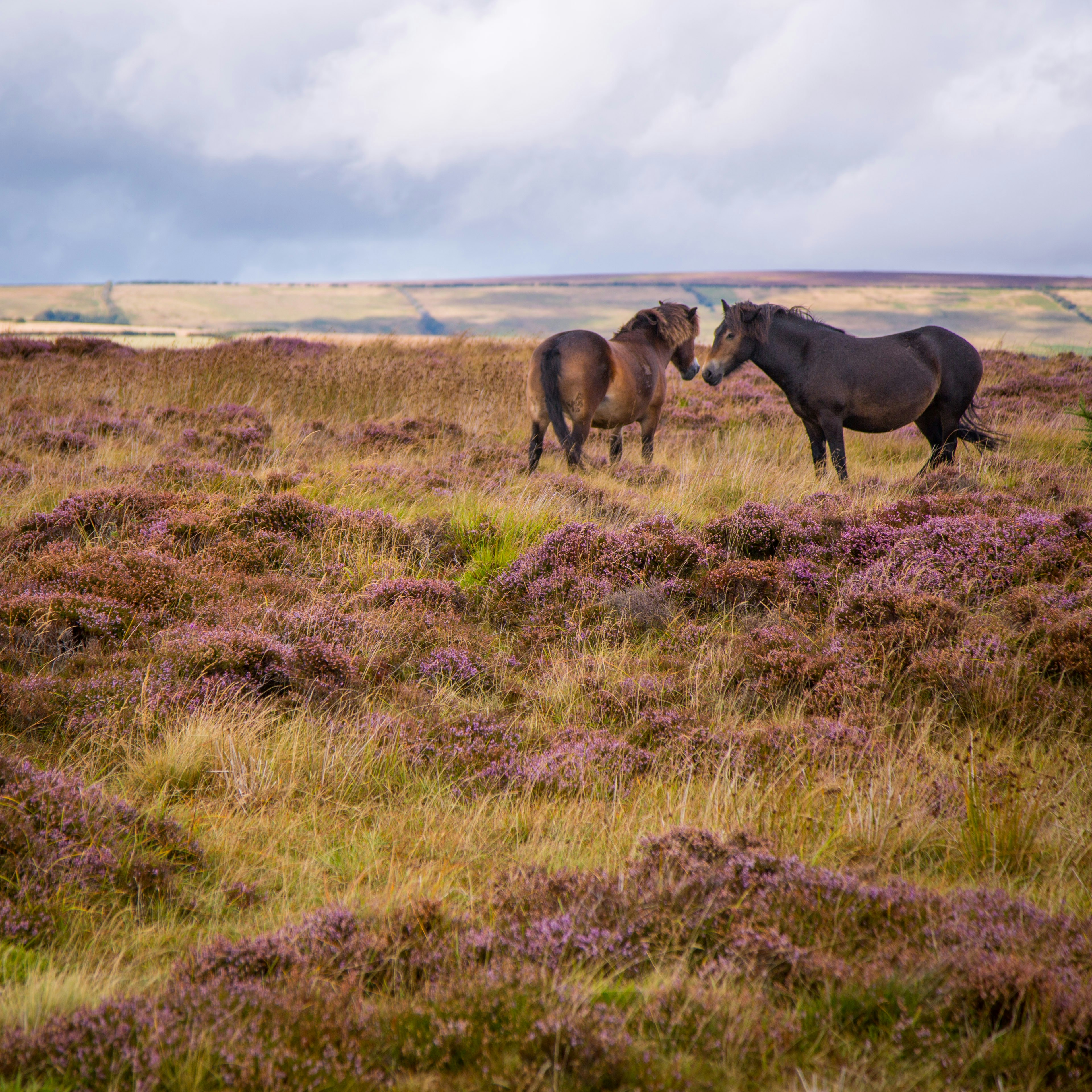 Horses in Purple Heather: A Quiet Moorland Moment