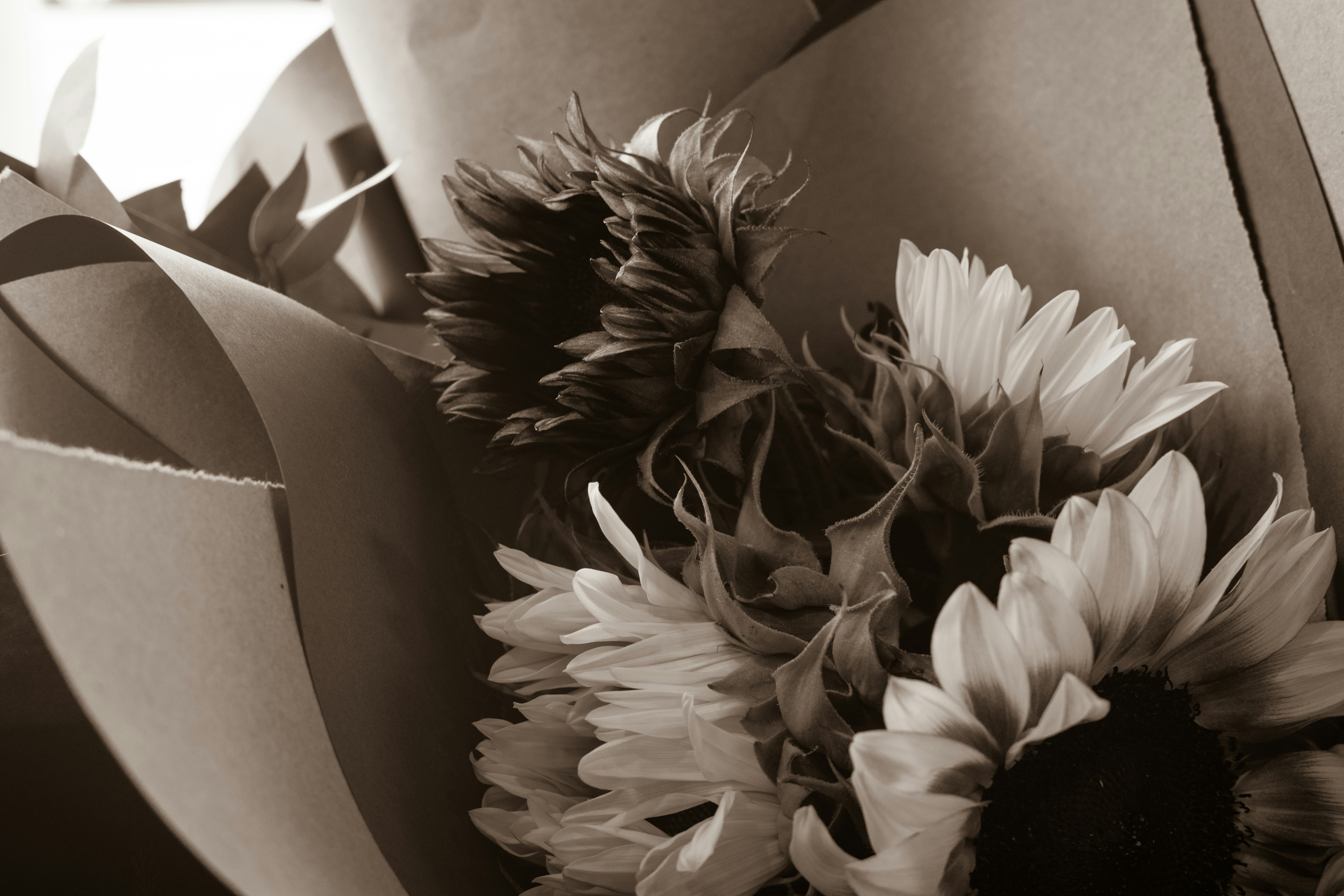 Sunlit Bouquet in Mono Sepia Echo