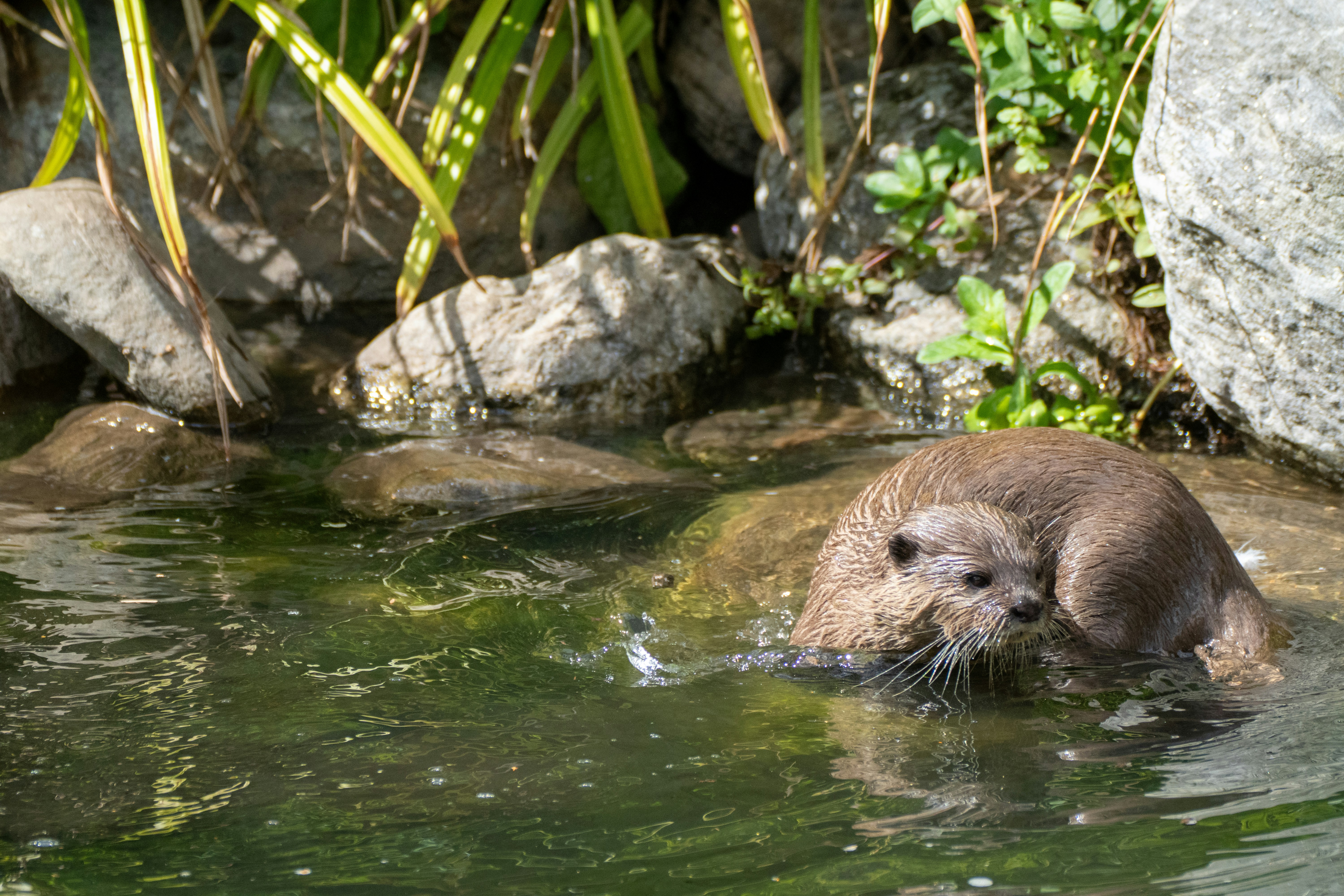 Beaver Emerges from Downstream Shadow