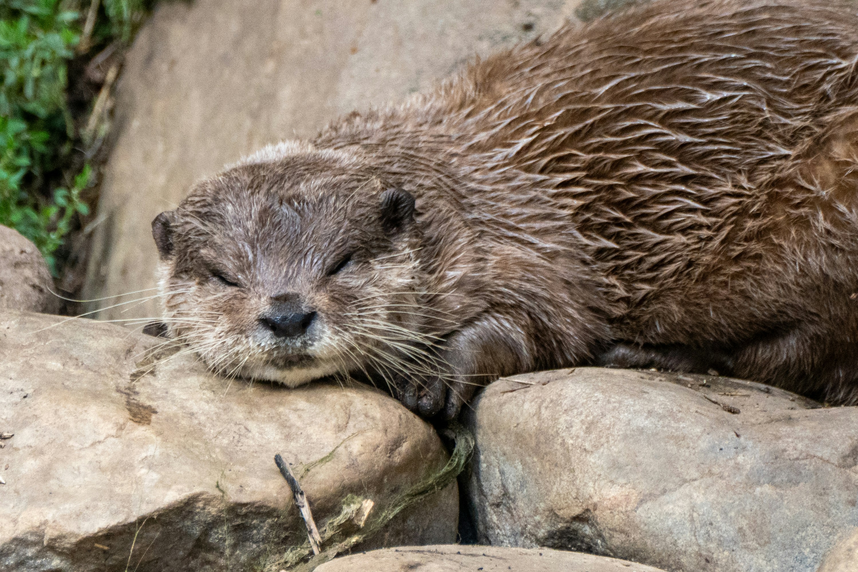 Resting Otter: A Quiet Moment on Smooth Stones