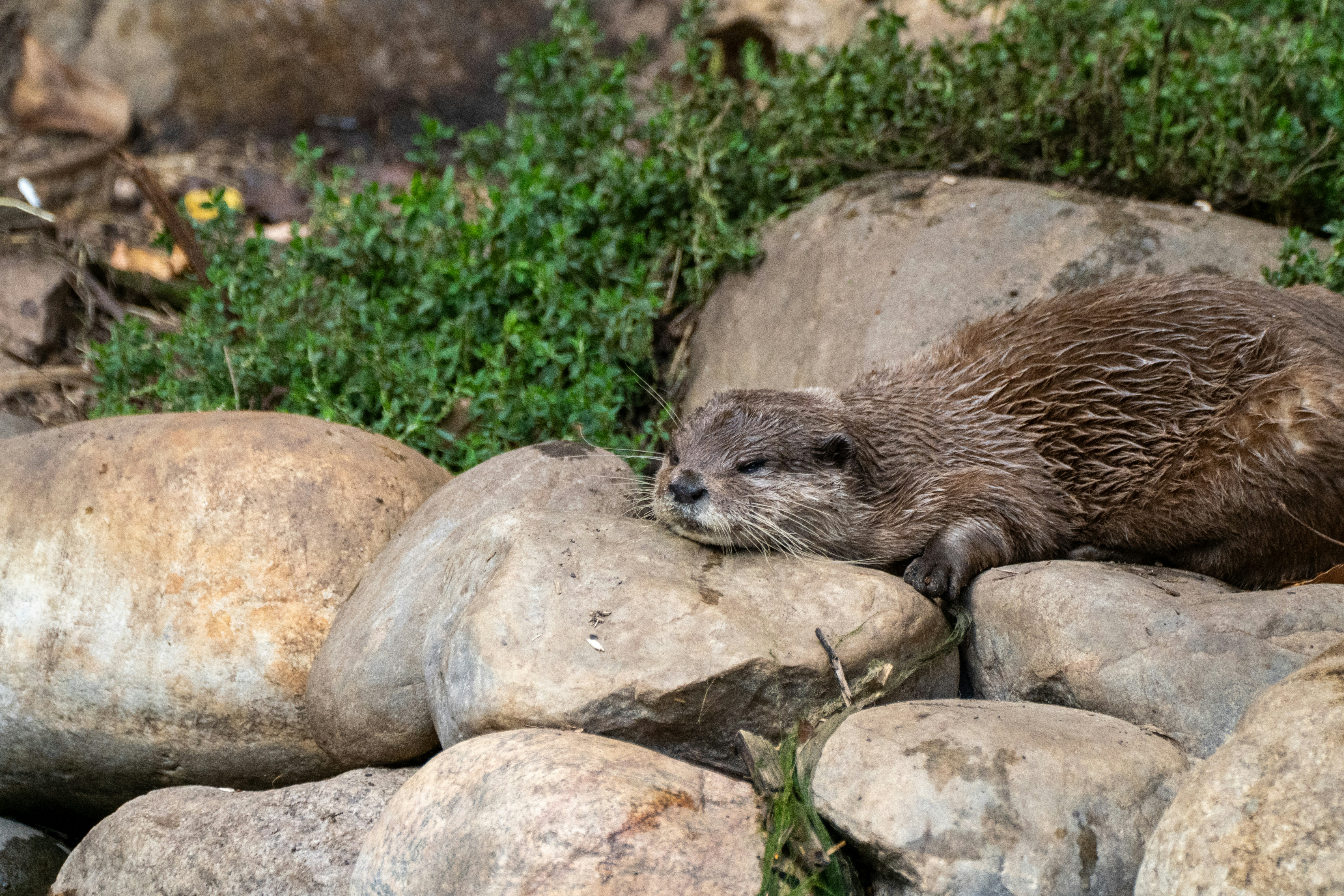 Resting on River Stones: A Small Otter in Quiet Perch