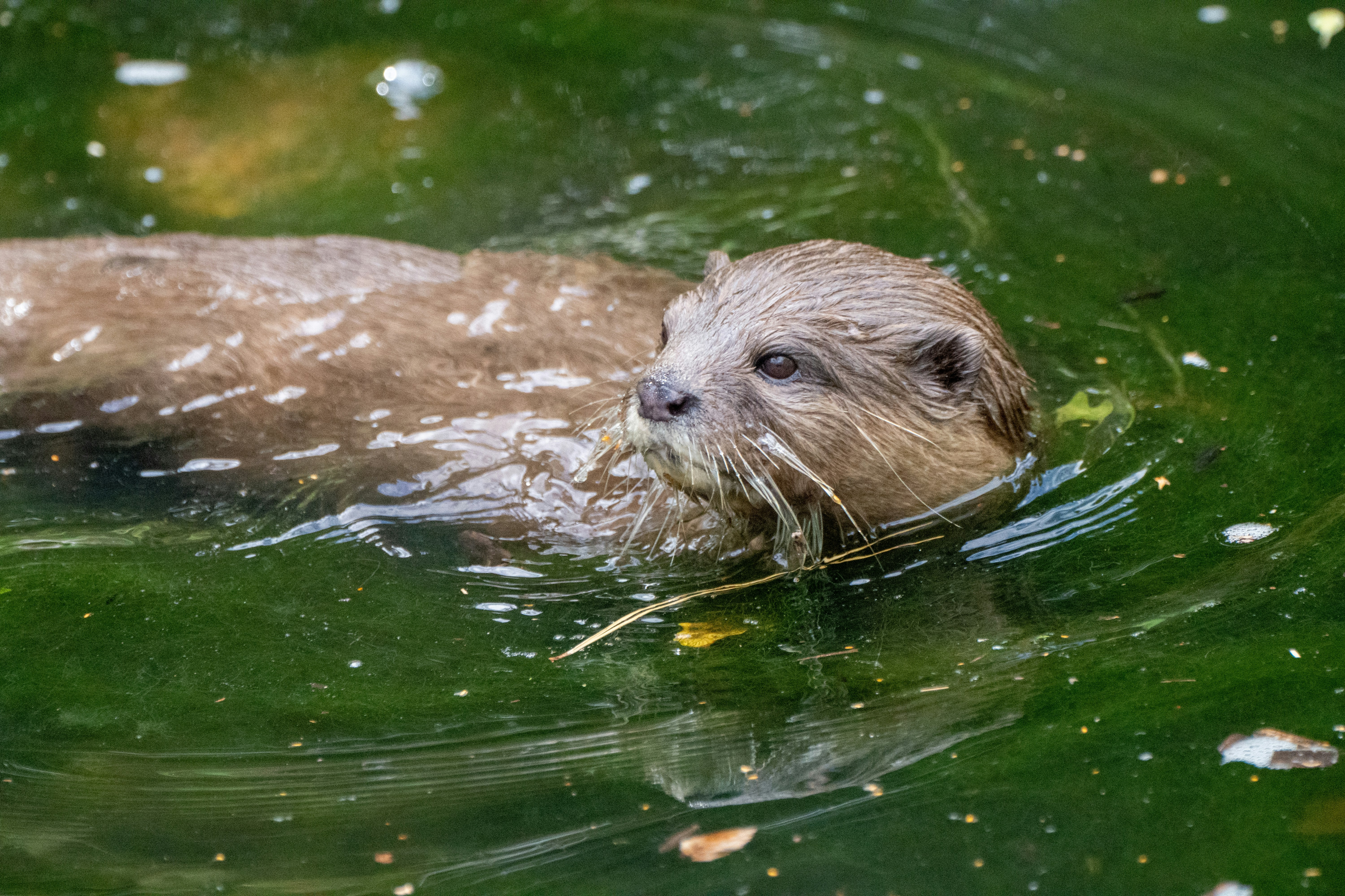 Curious River Otter Breaks the Surface with Wet Whiskers