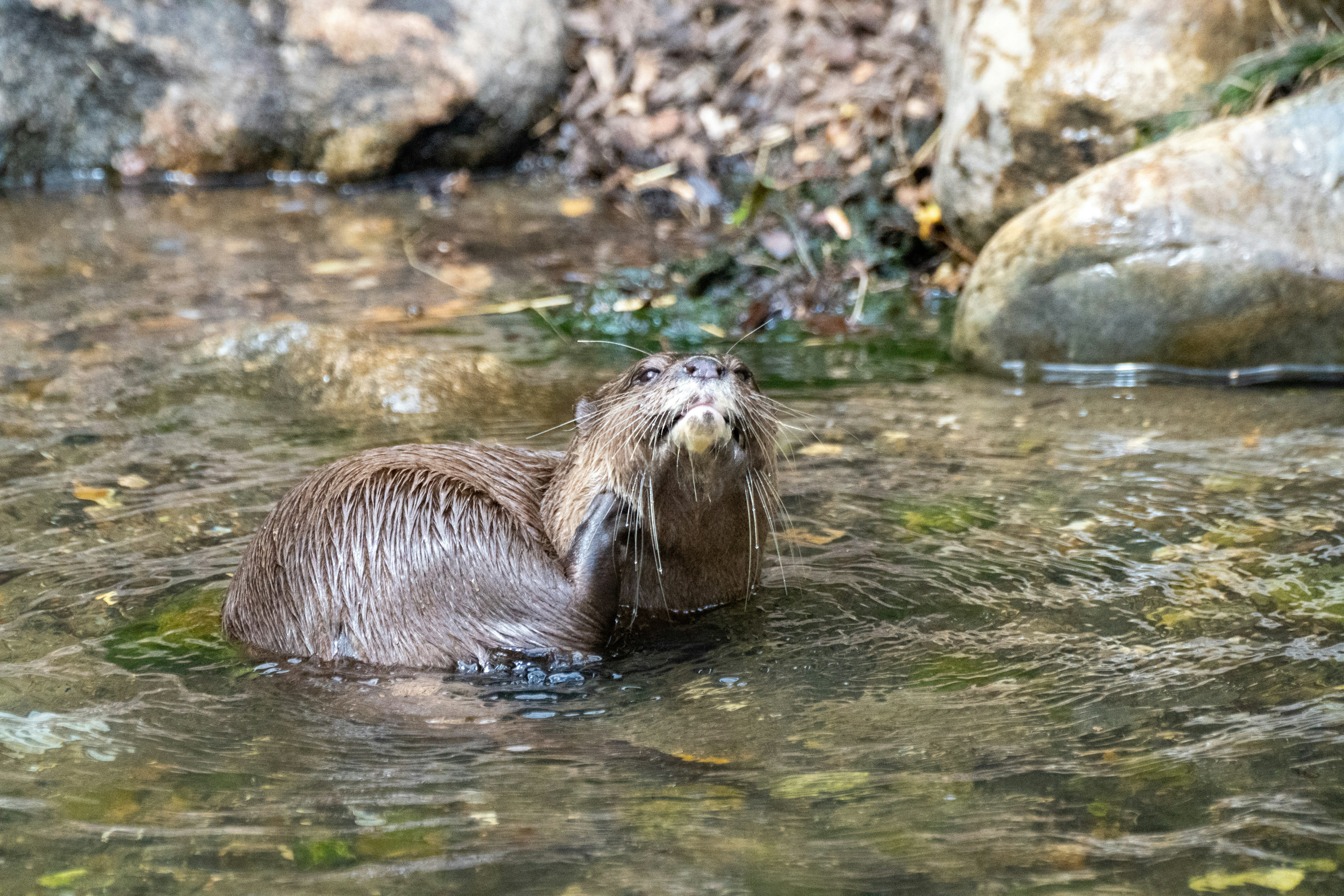 Curious Otter Emerges at the Water's Edge