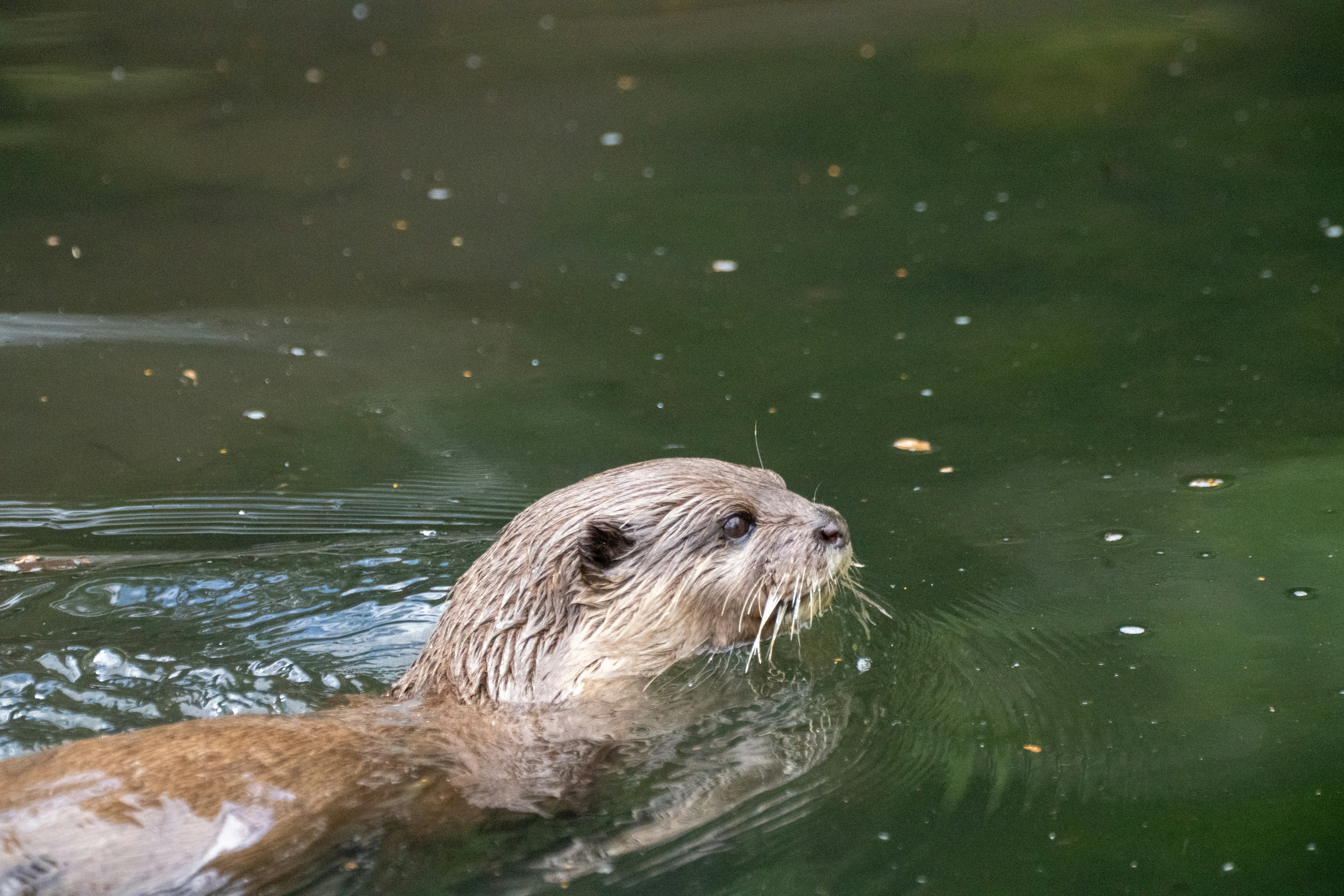 Beaver's Quiet Glide: A Morning Swim in Green Reflections