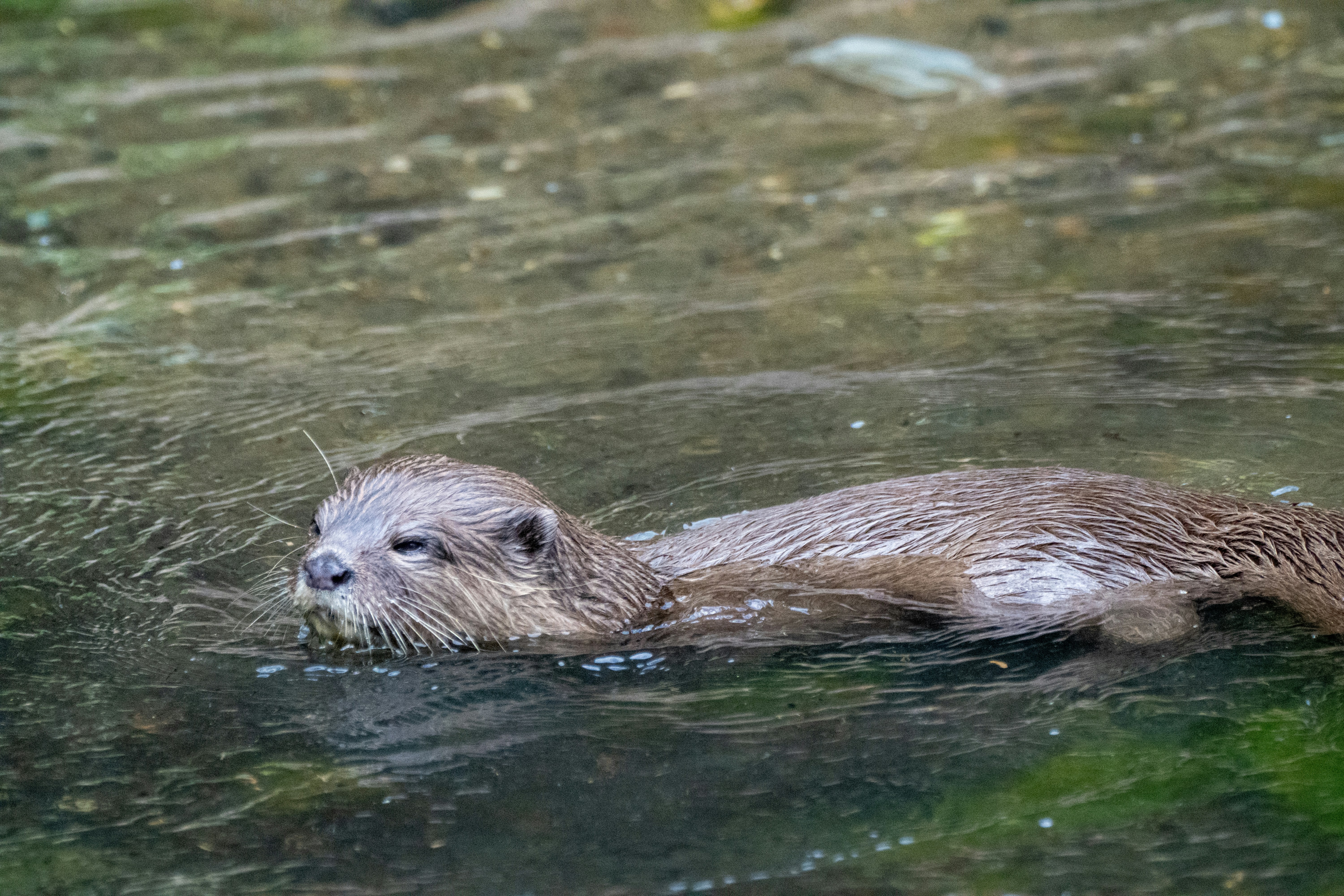 Otter's Quiet Glide: A Moment of Ripples and Rest