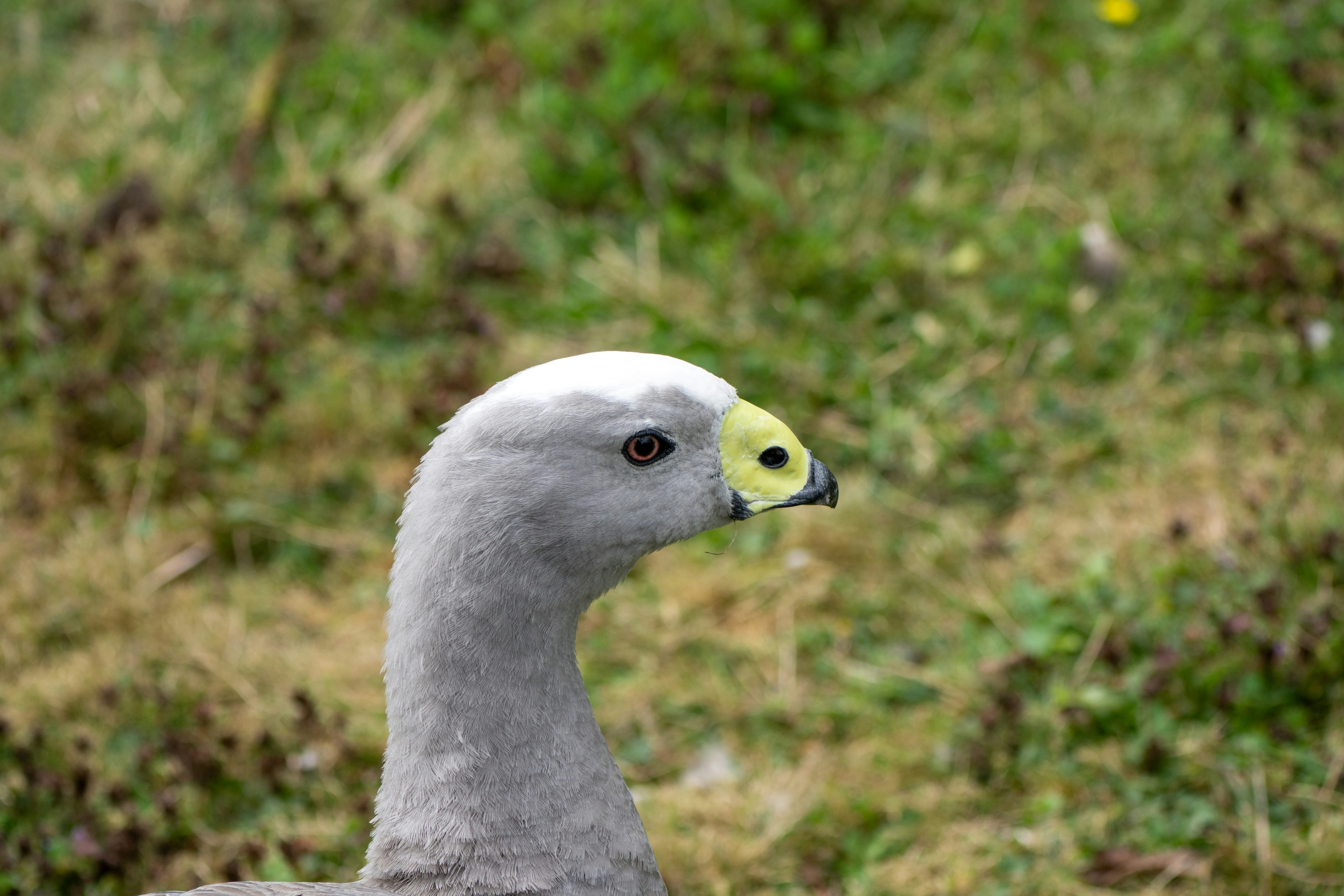 Close-up of a Gray Goose in a Grass Field