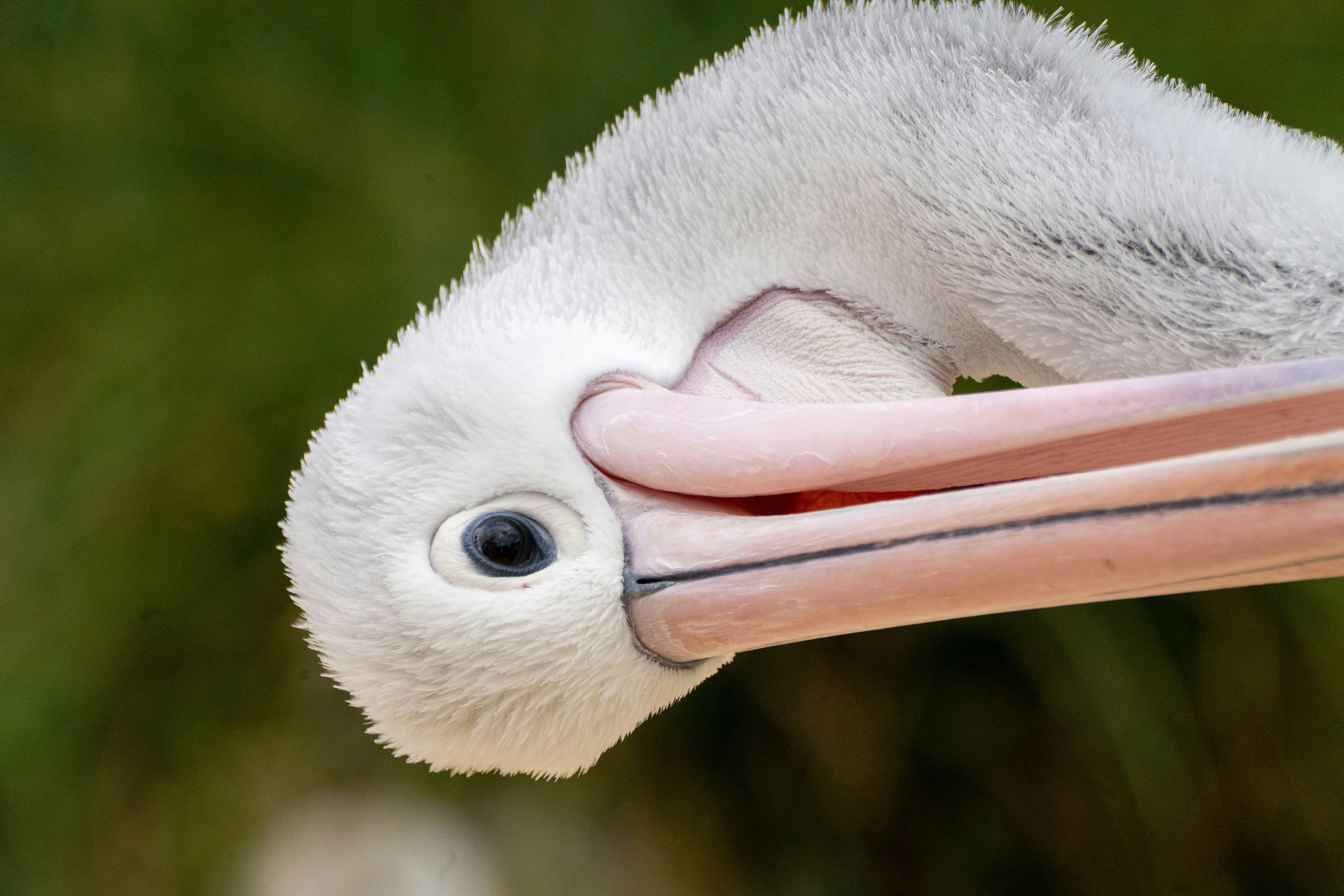 Close-Up of a Pelican Beak: Soft Plumage and Gentle Gaze