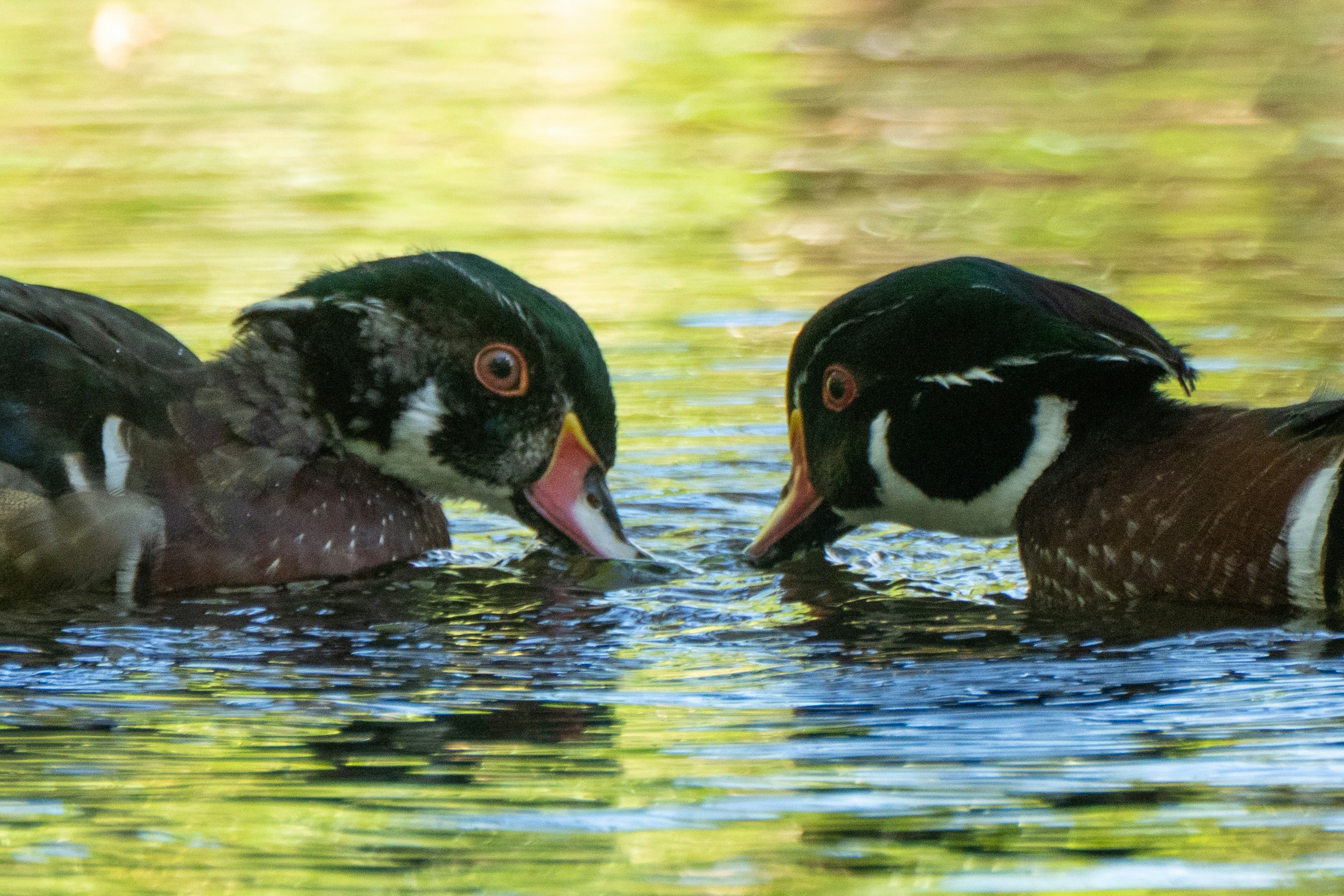 Courting Ducks Ringed by Ripples at Water’s Edge