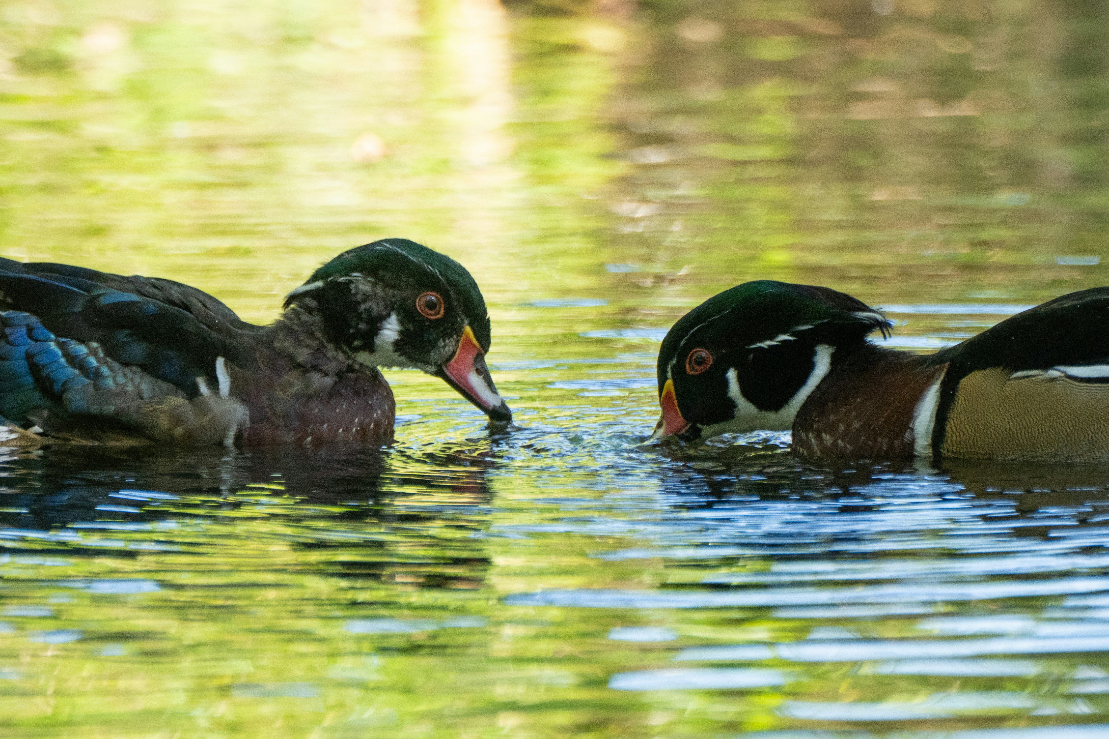 Confrontation at the Pond: Two Mandarin Ducks Face Off
